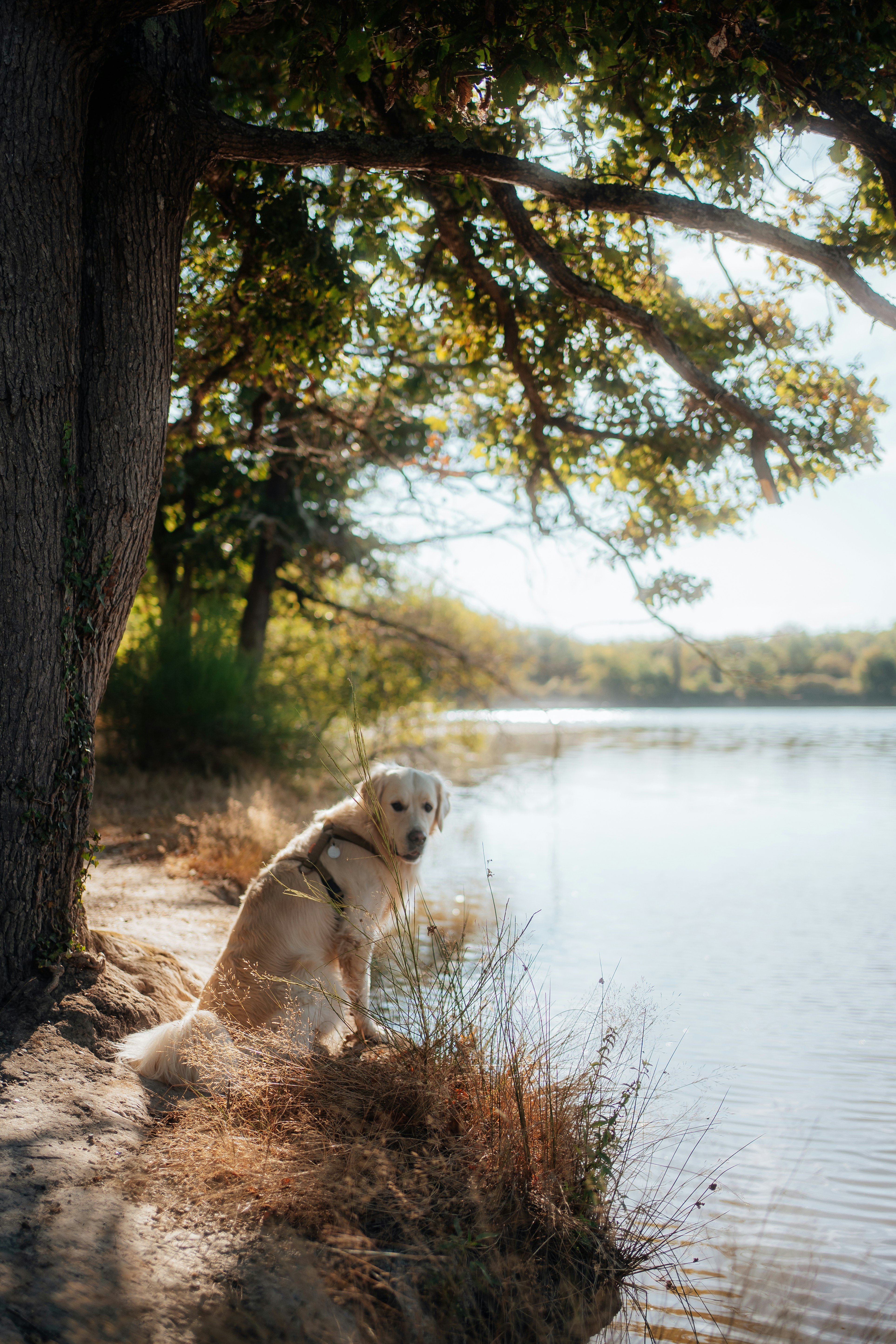 Lakeside Canopy: A Golden Moment with a Dog by the Quiet Shore