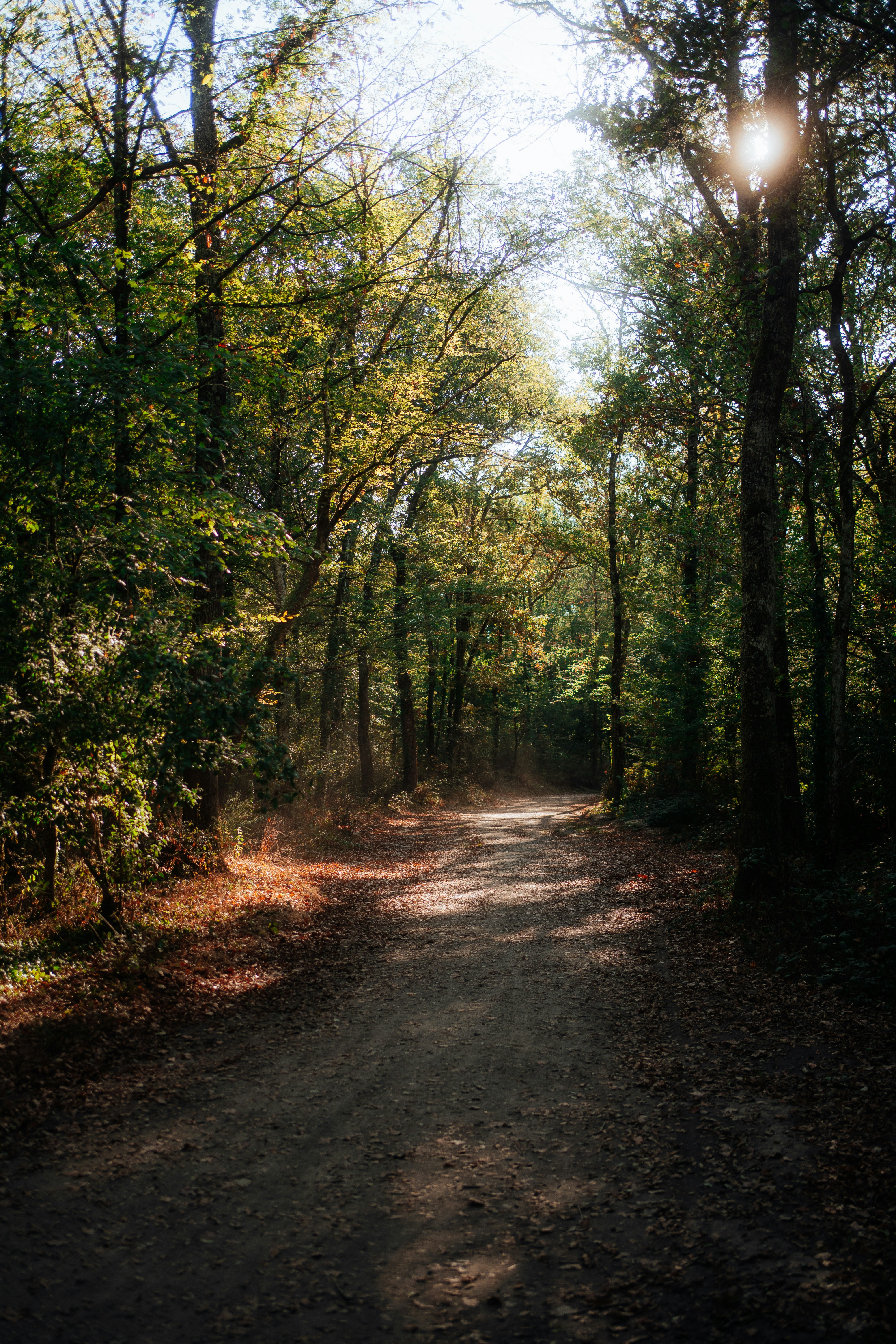Sunlight streams through trees onto a forest path.