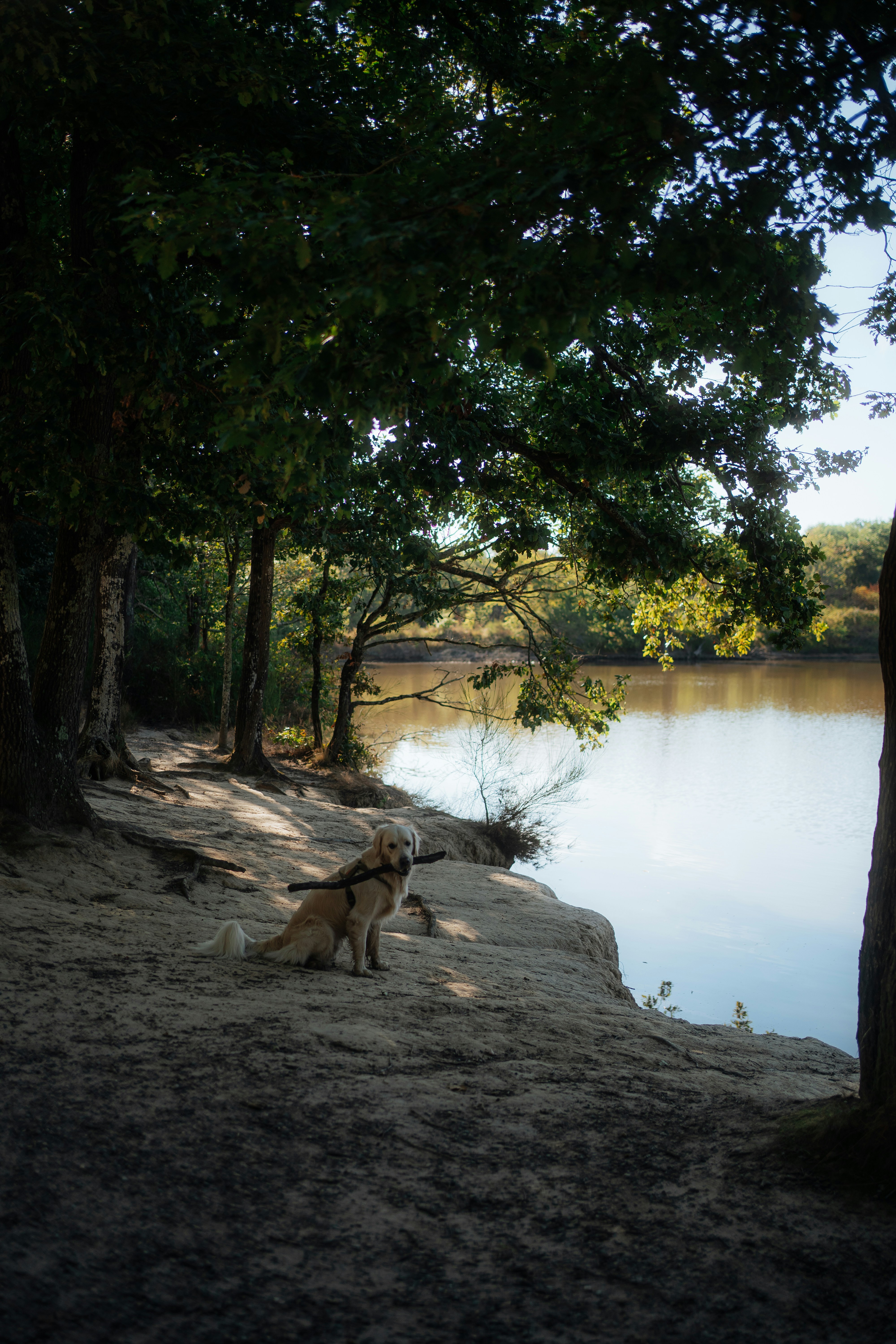 Serene Waterside Retreat with a Loyal Companion
