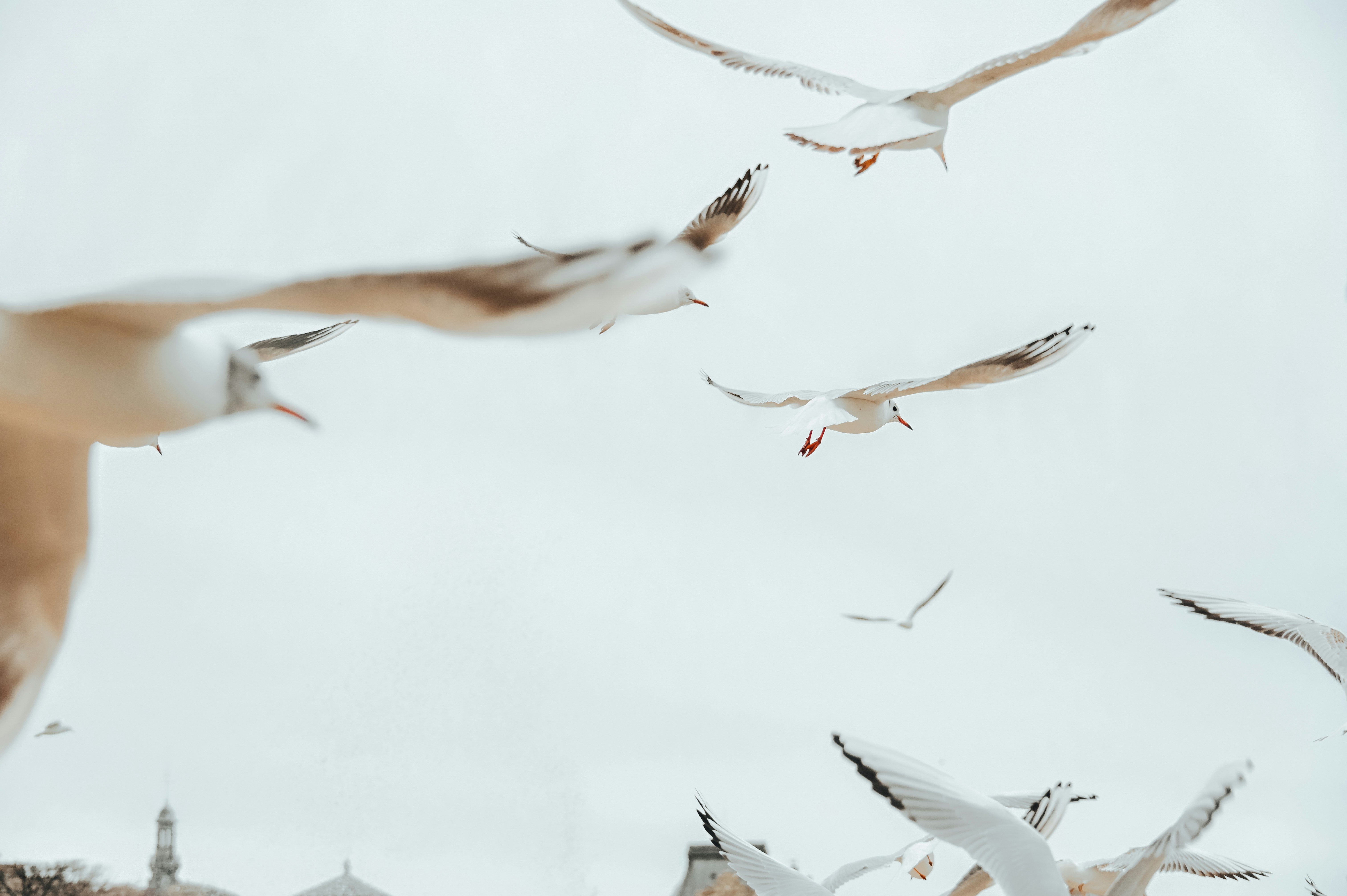 Seagulls flying in the sky on a cloudy day
