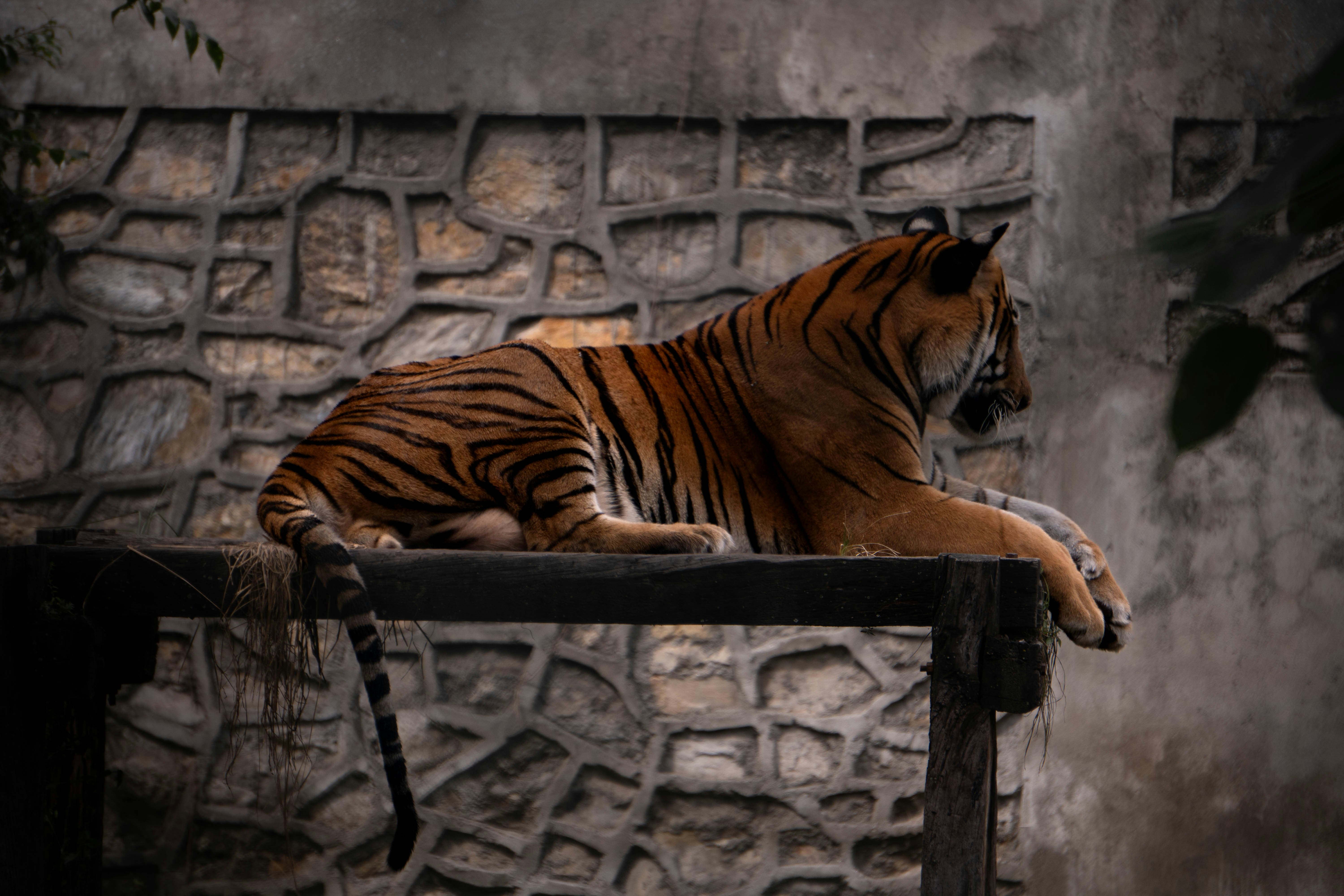 Tiger resting on a wooden platform with stone background