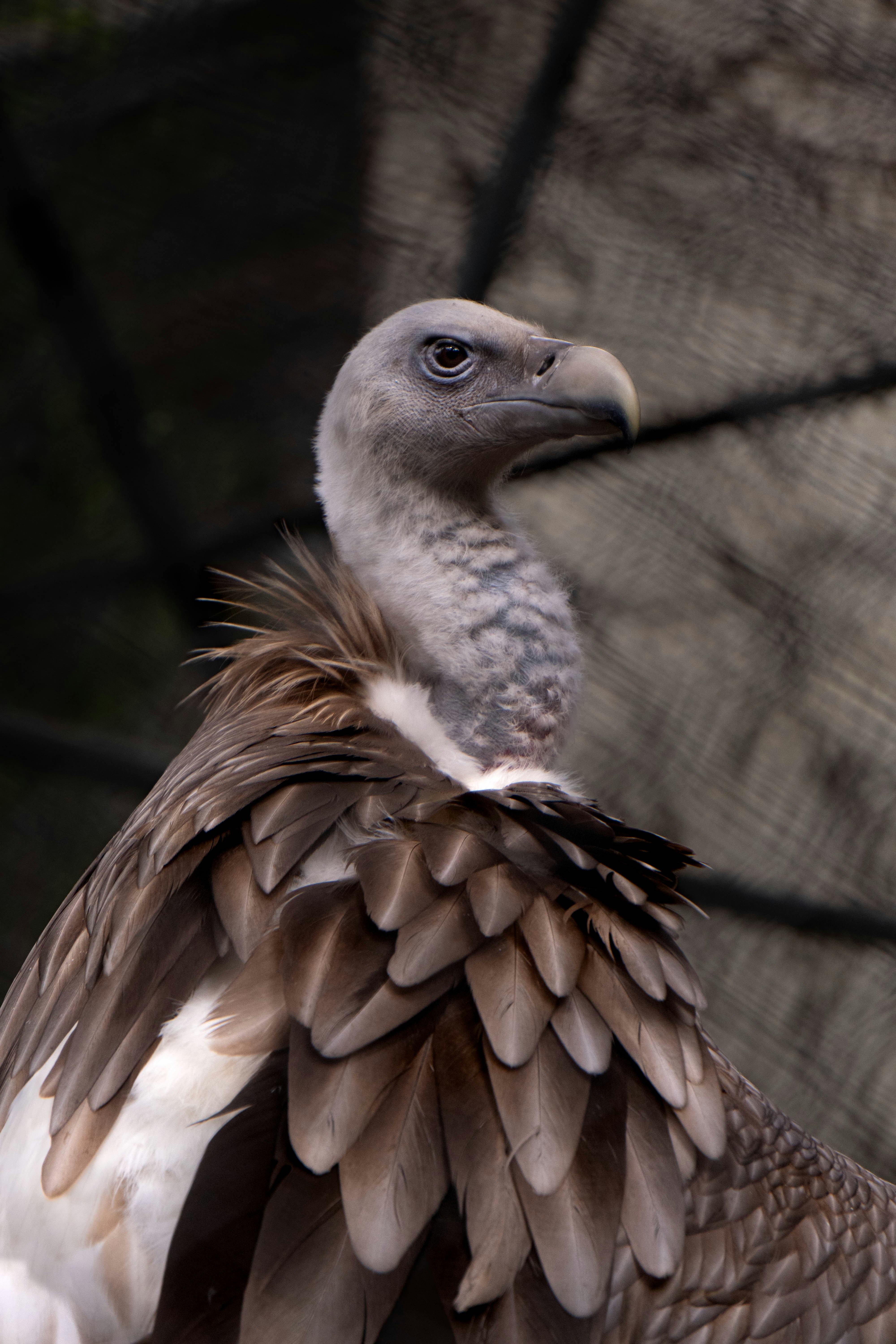 A vulture with grey feathers and white neck