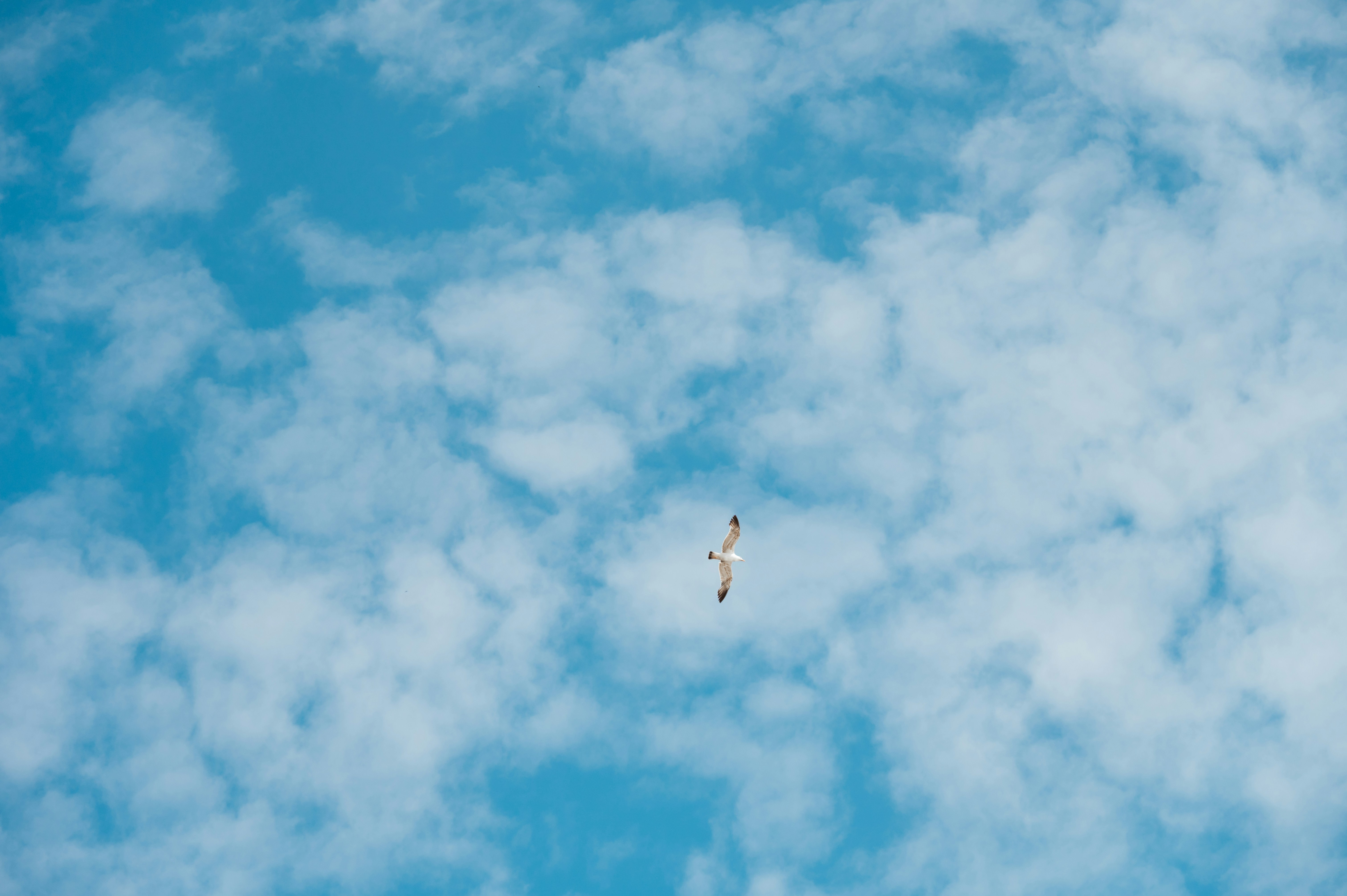 A solitary bird glides gracefully through a sky filled with scattered clouds, embodying freedom and tranquility.