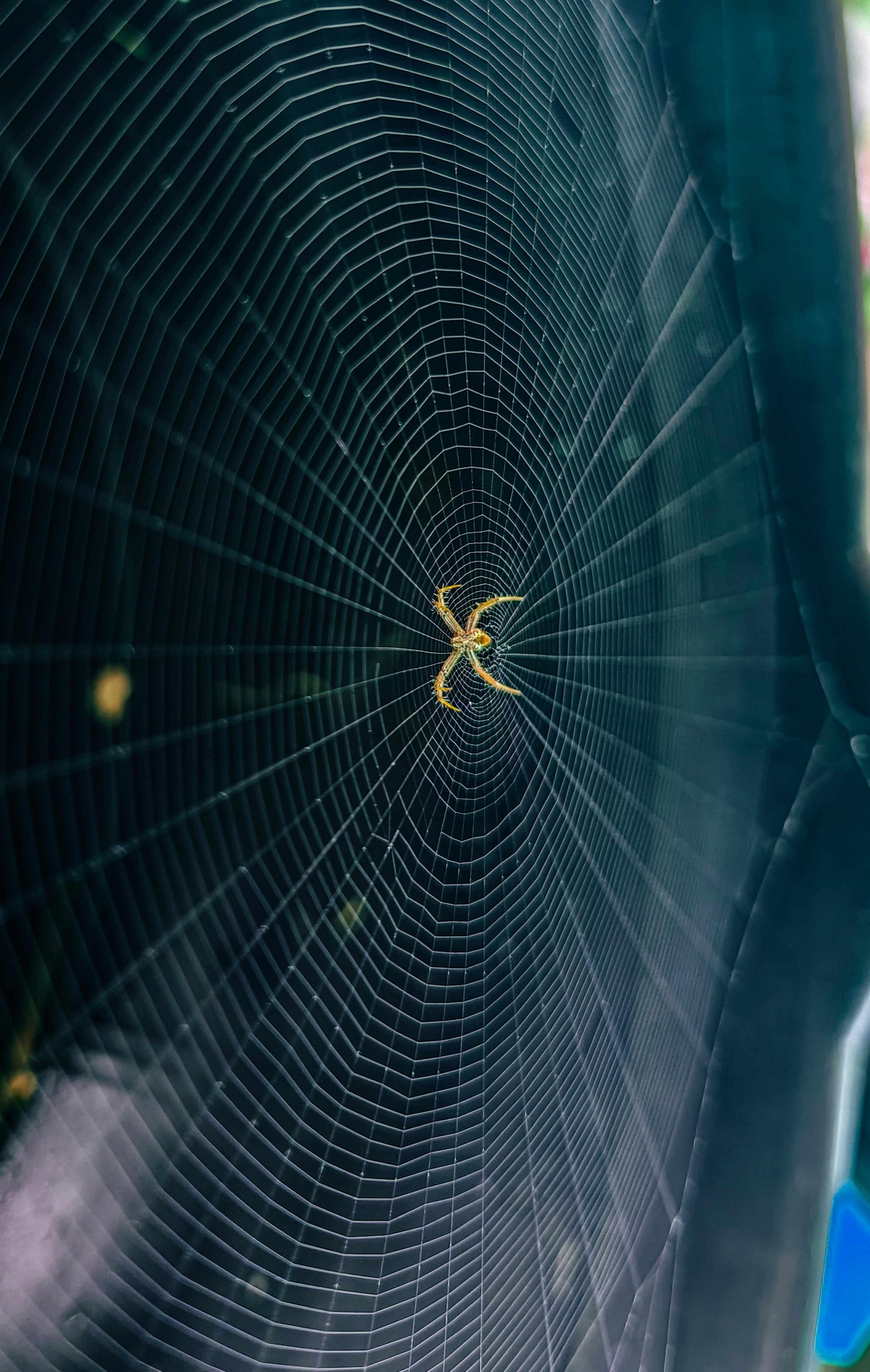 A spider waits in its intricate web