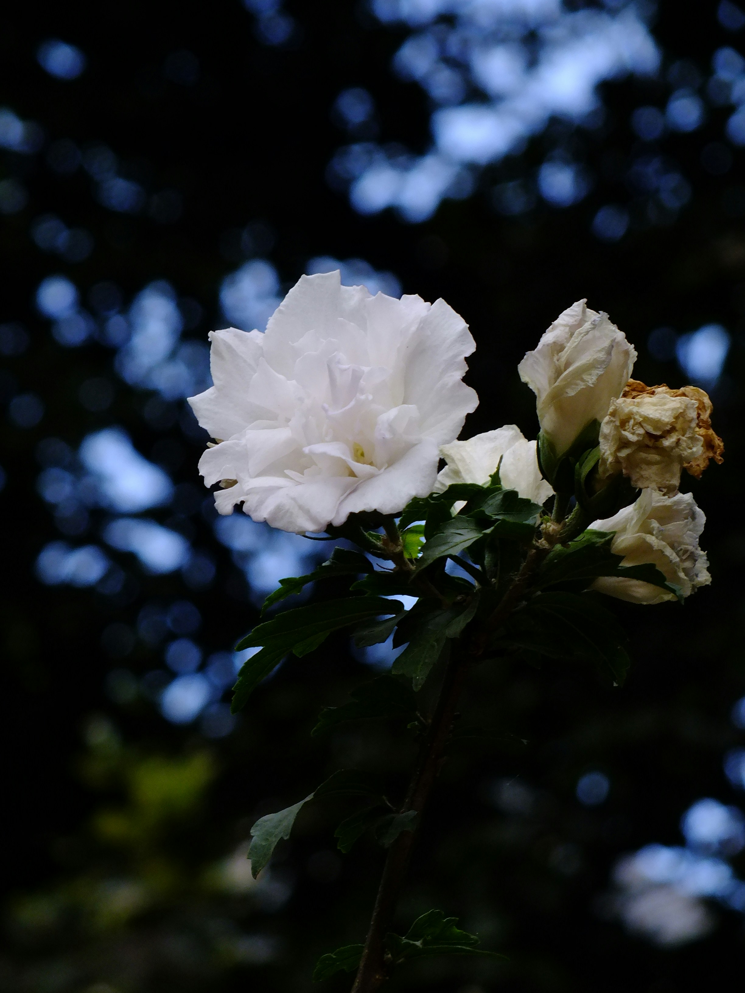 White hibiscus flower with buds against dark background