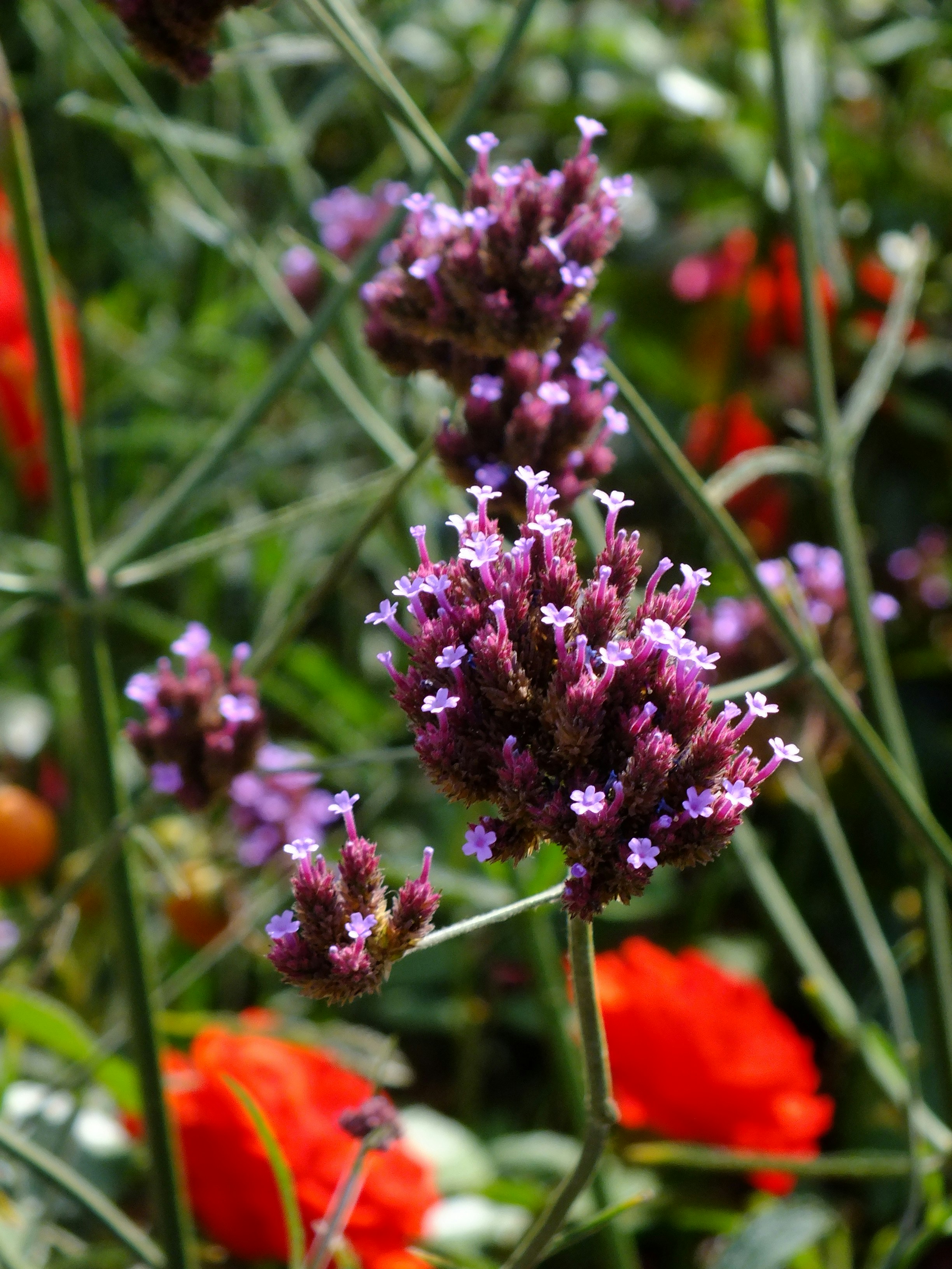 Purple verbena flowers bloom in a garden.