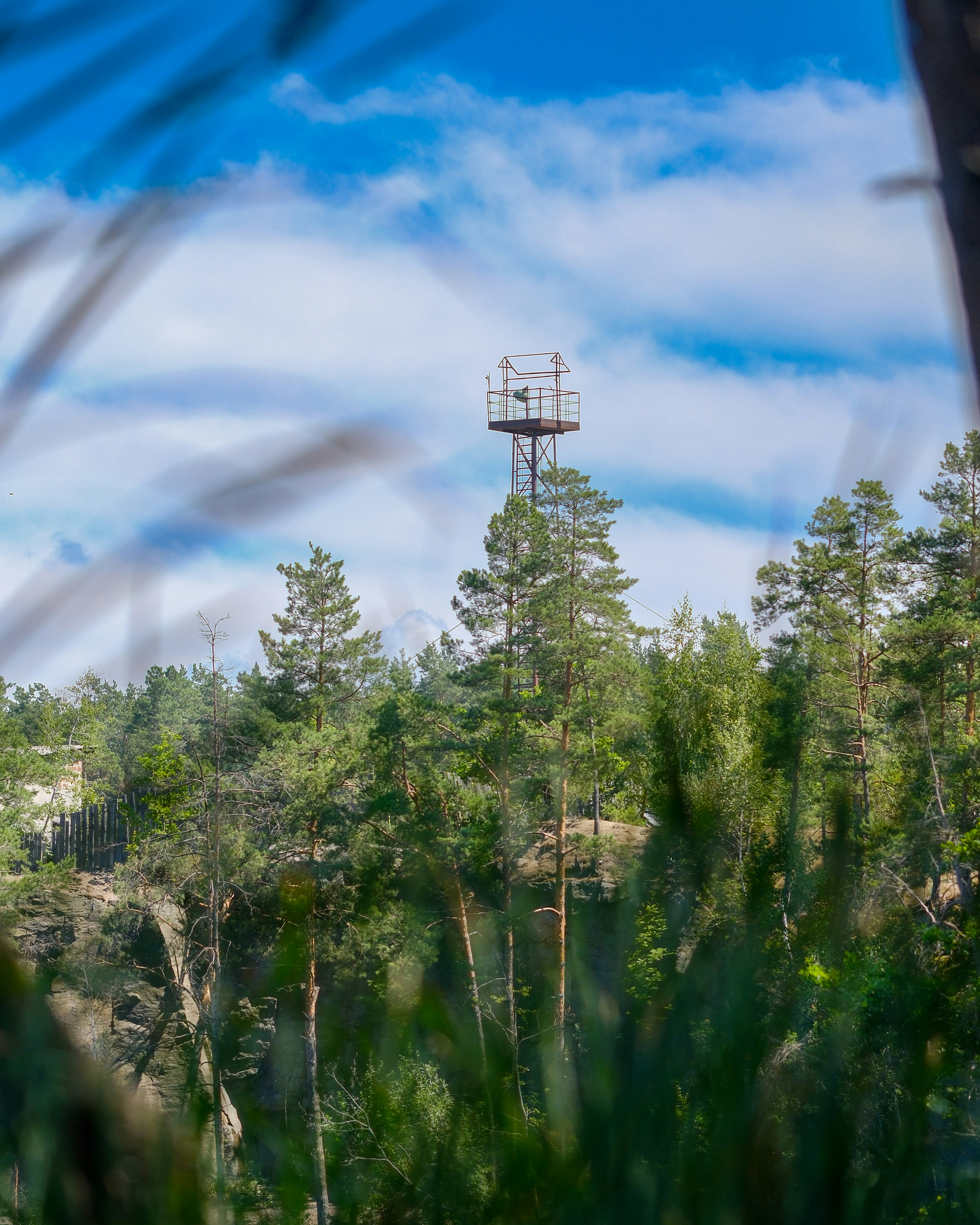 Fire Lookout Above the Pines, Framed by Wind-Swept Foreground