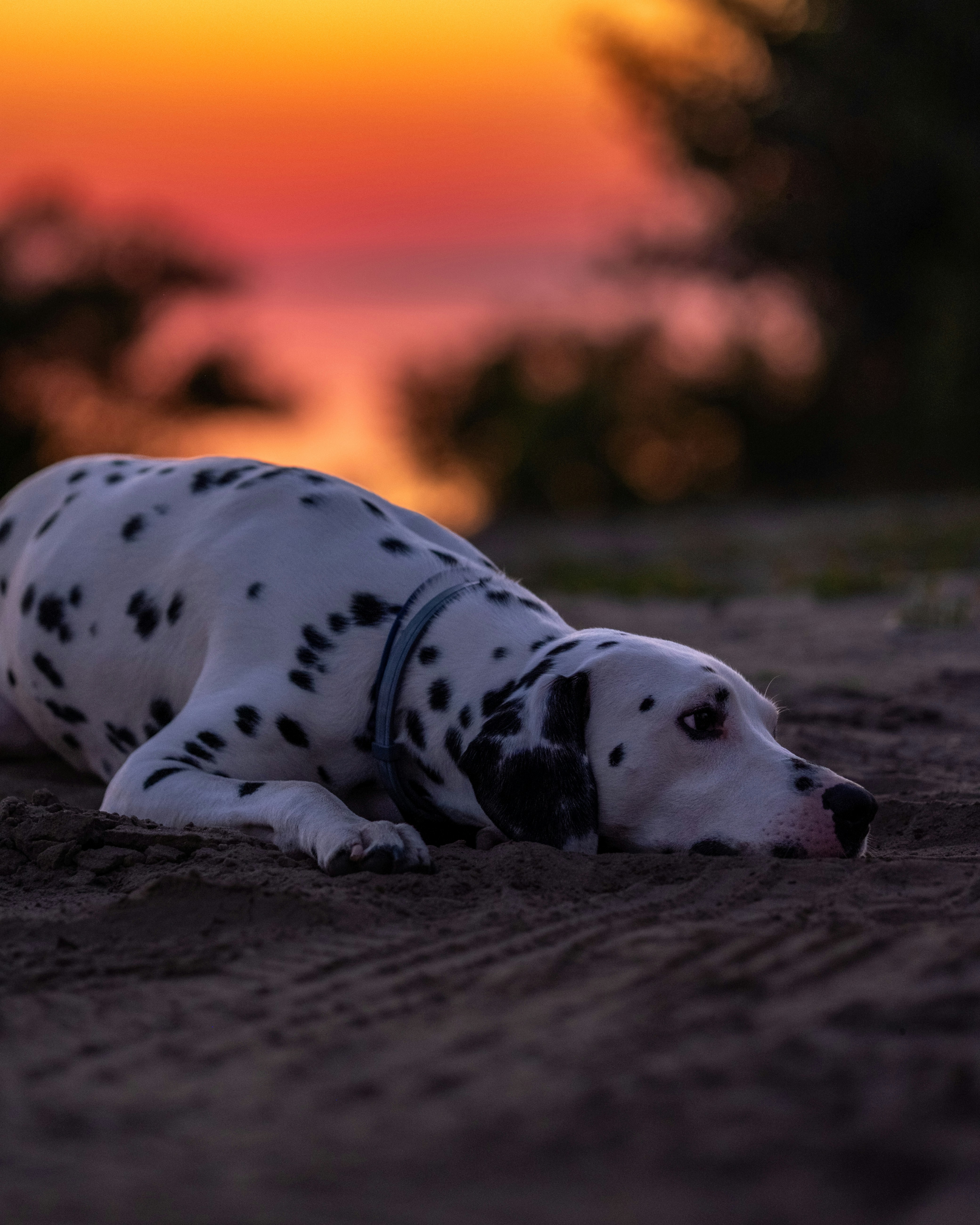 A Dalmatian resting in the sand, with a vibrant sunset casting warm hues in the background. The peaceful scene captures a moment of tranquility.