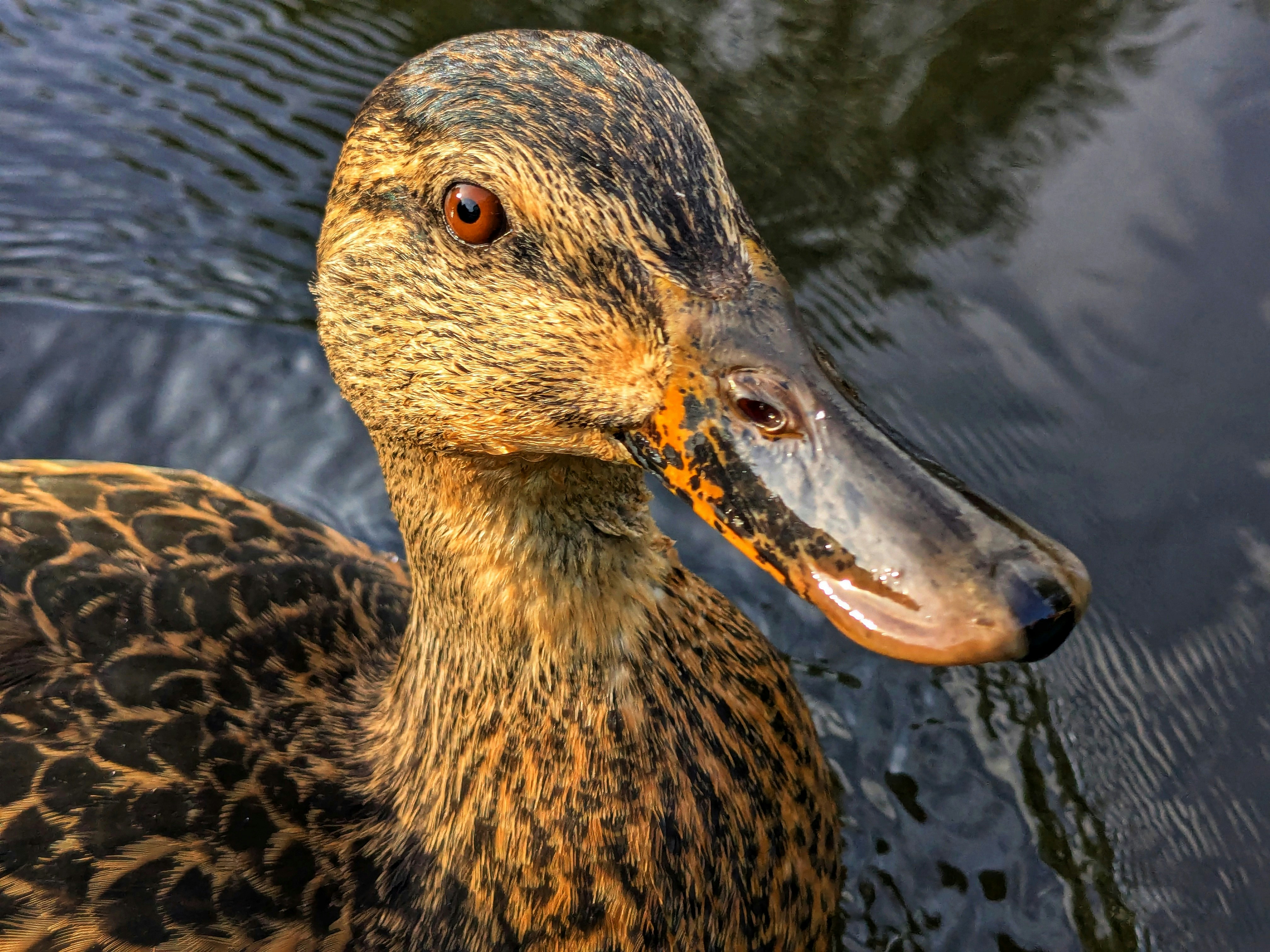 A Glimpse into the Life of a Waterfowl
