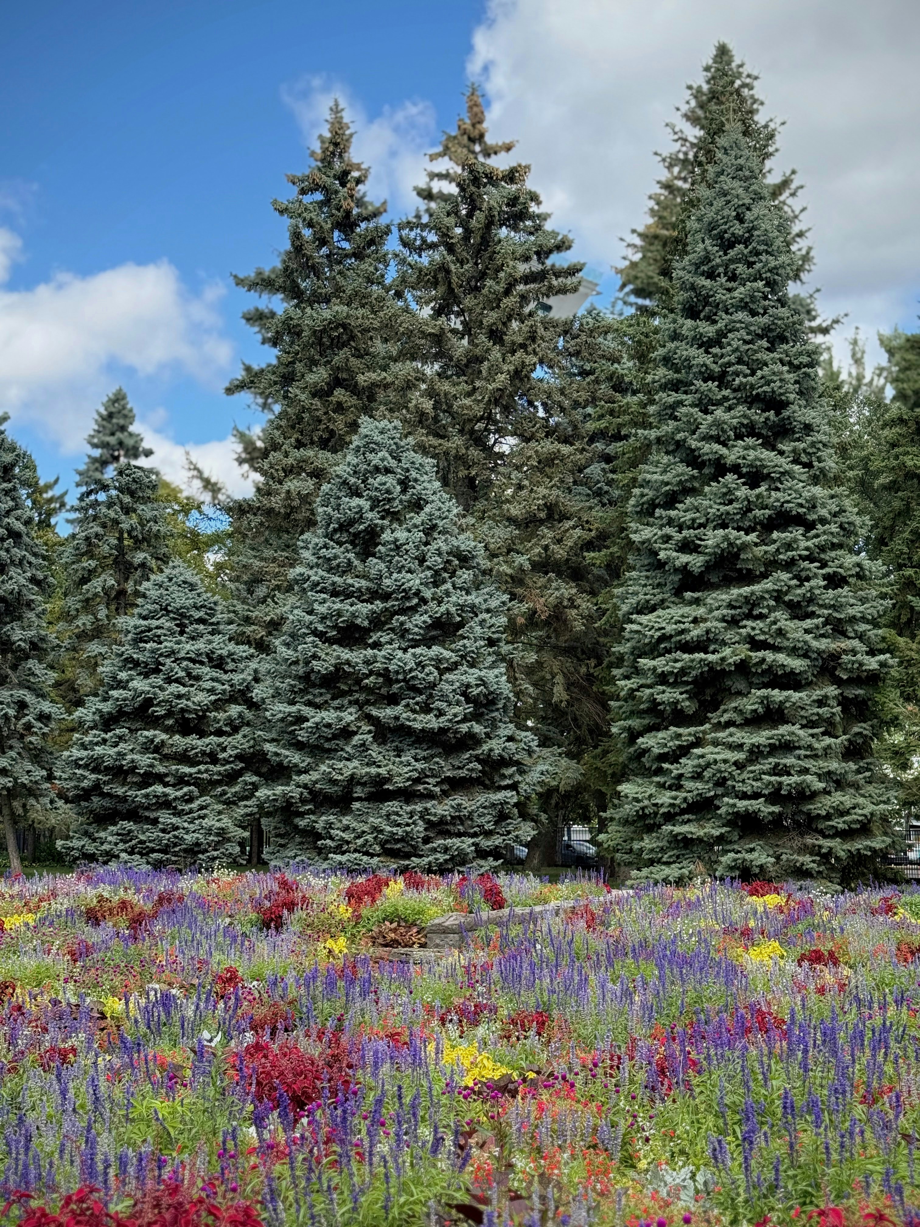 Emerald Pines Over a Blooming Meadow