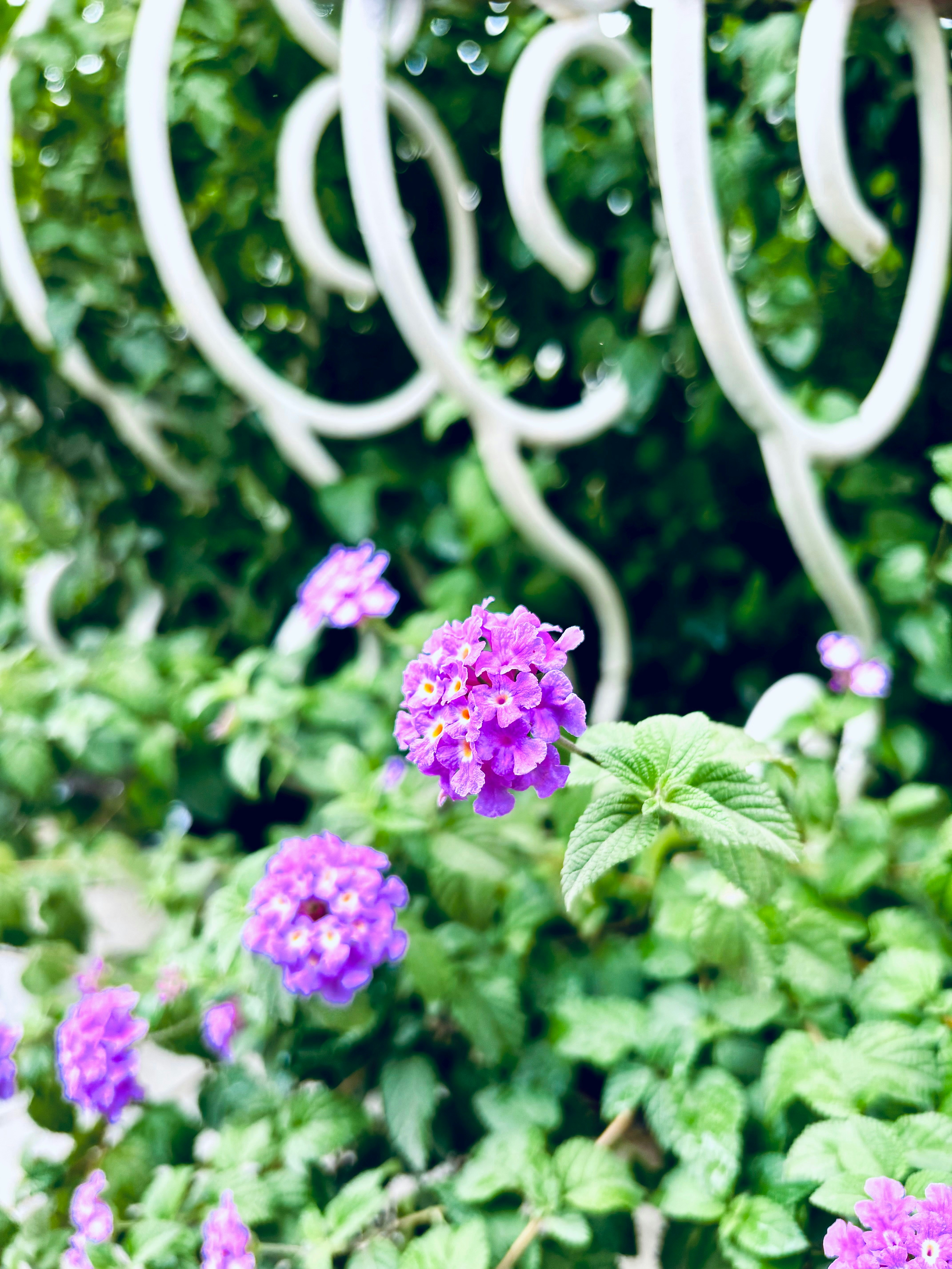 Purple Lantana in a Garden of Circular White Loops