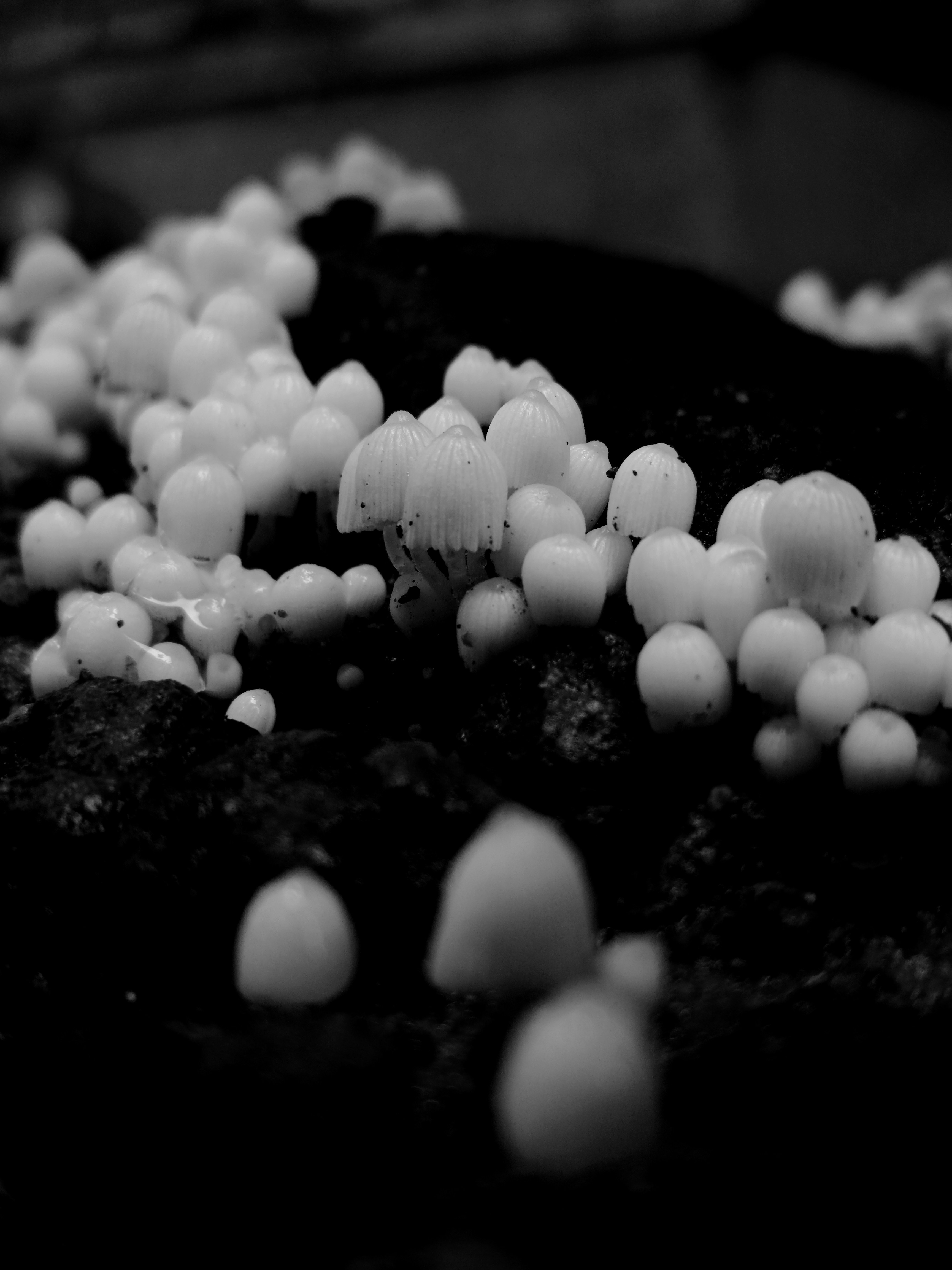 Small white mushrooms growing on dark wood.