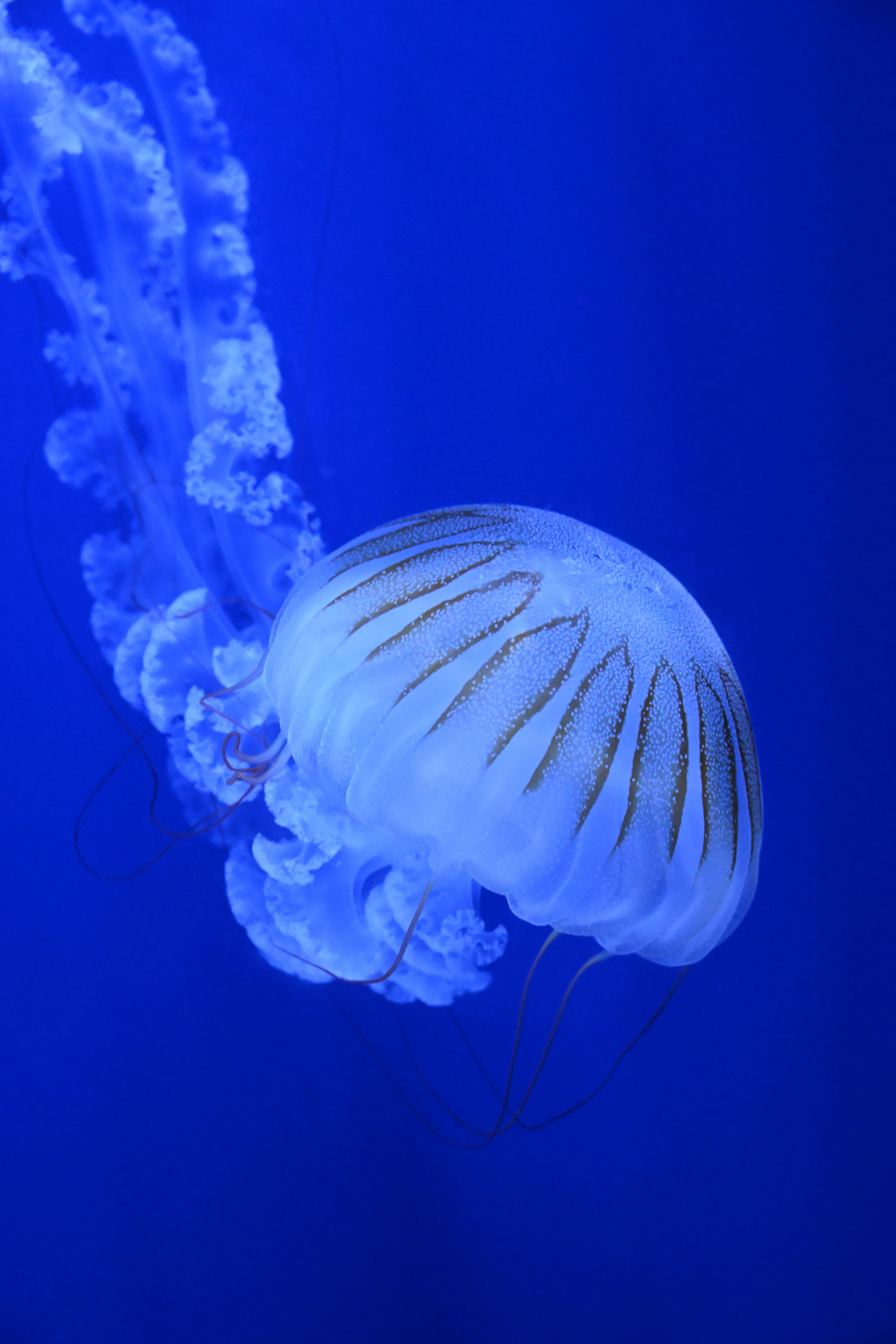 A translucent jellyfish drifts in deep blue water.
