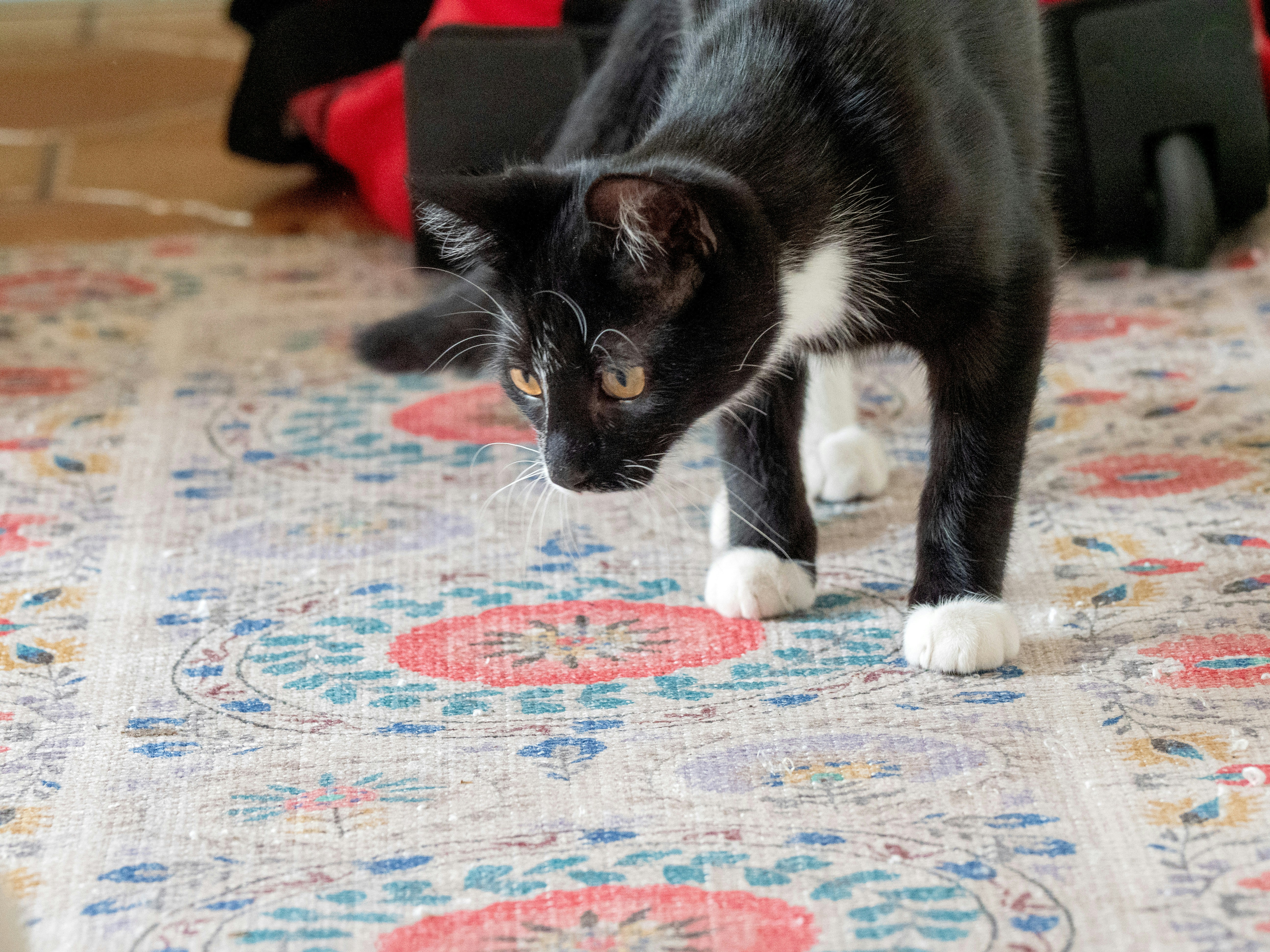 Curious Paws on a Colorful Tapestry
