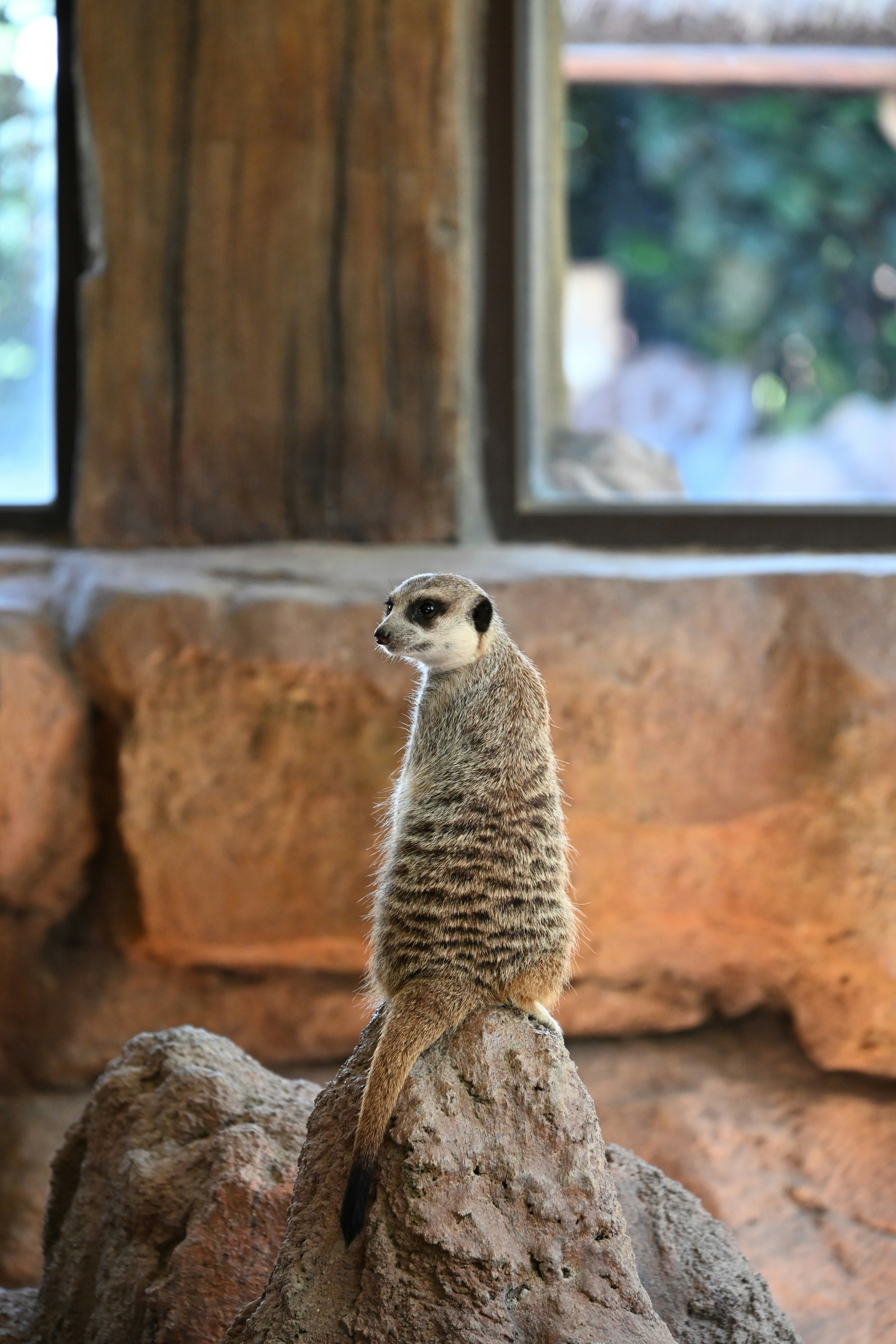 Stone Sentinel on a Rock: A Meerkat's Quiet Post