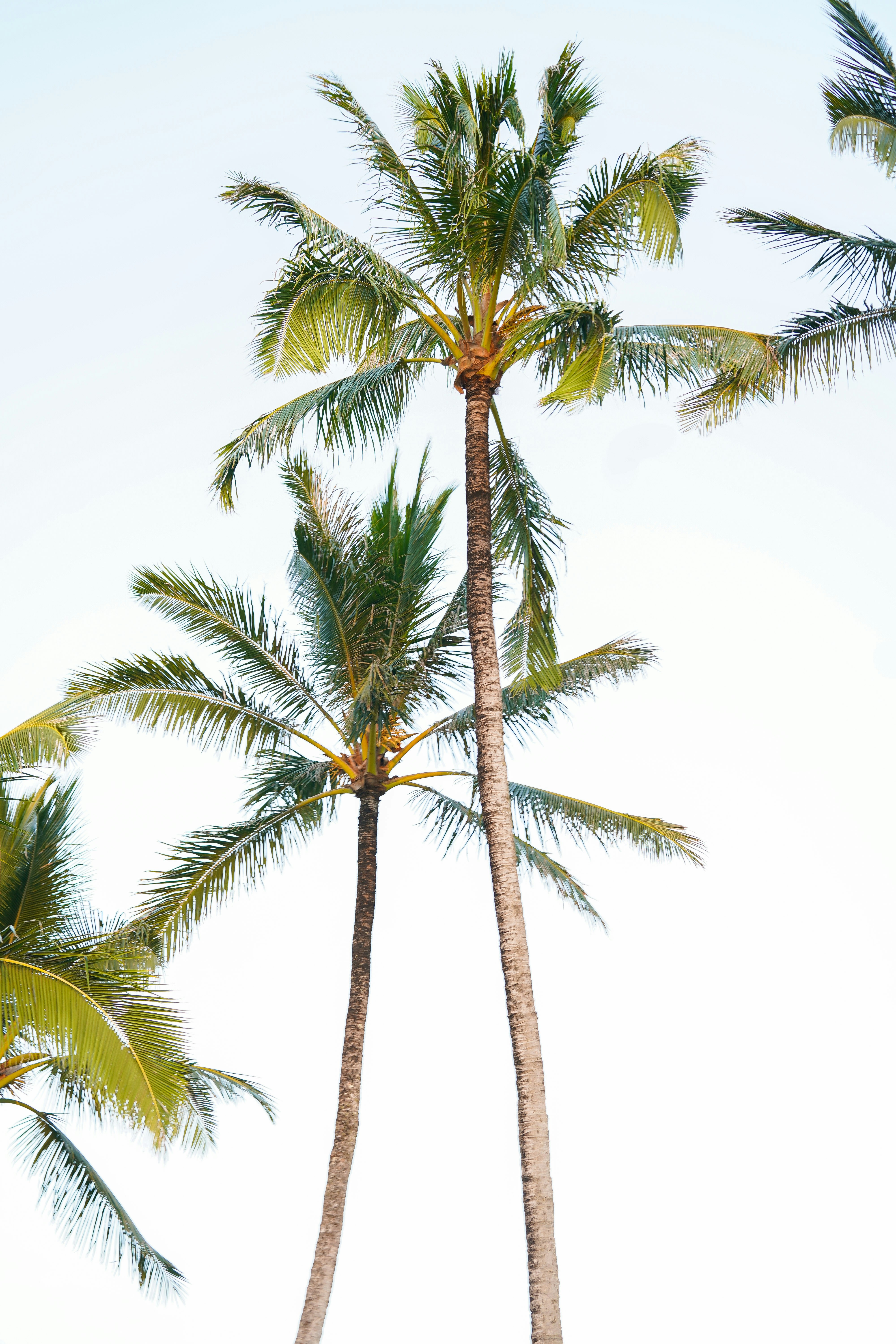 Tall palm trees sway gently against a clear sky, capturing the essence of a tranquil tropical landscape.