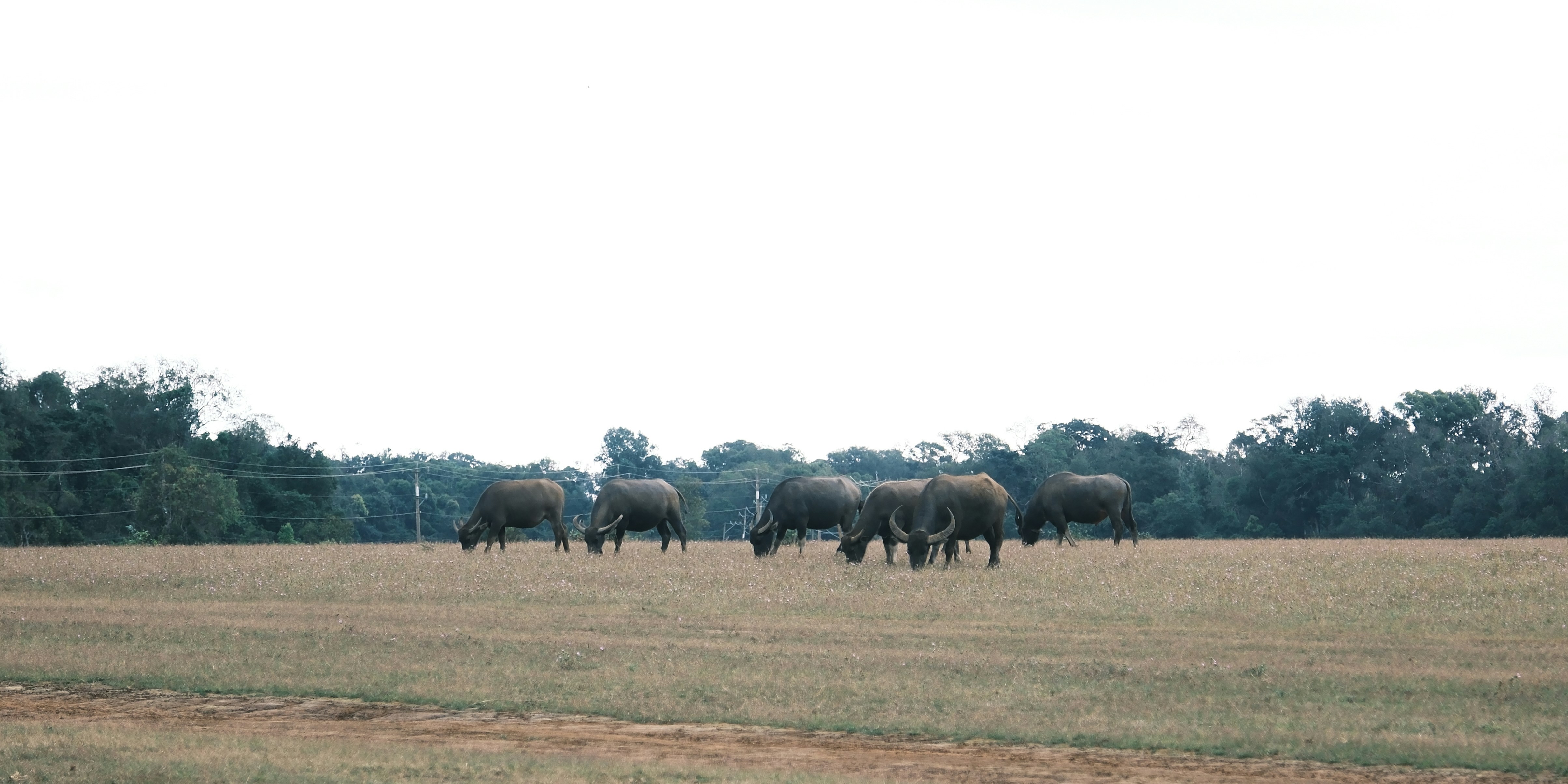 Herd of elephants grazing in a grassy field.