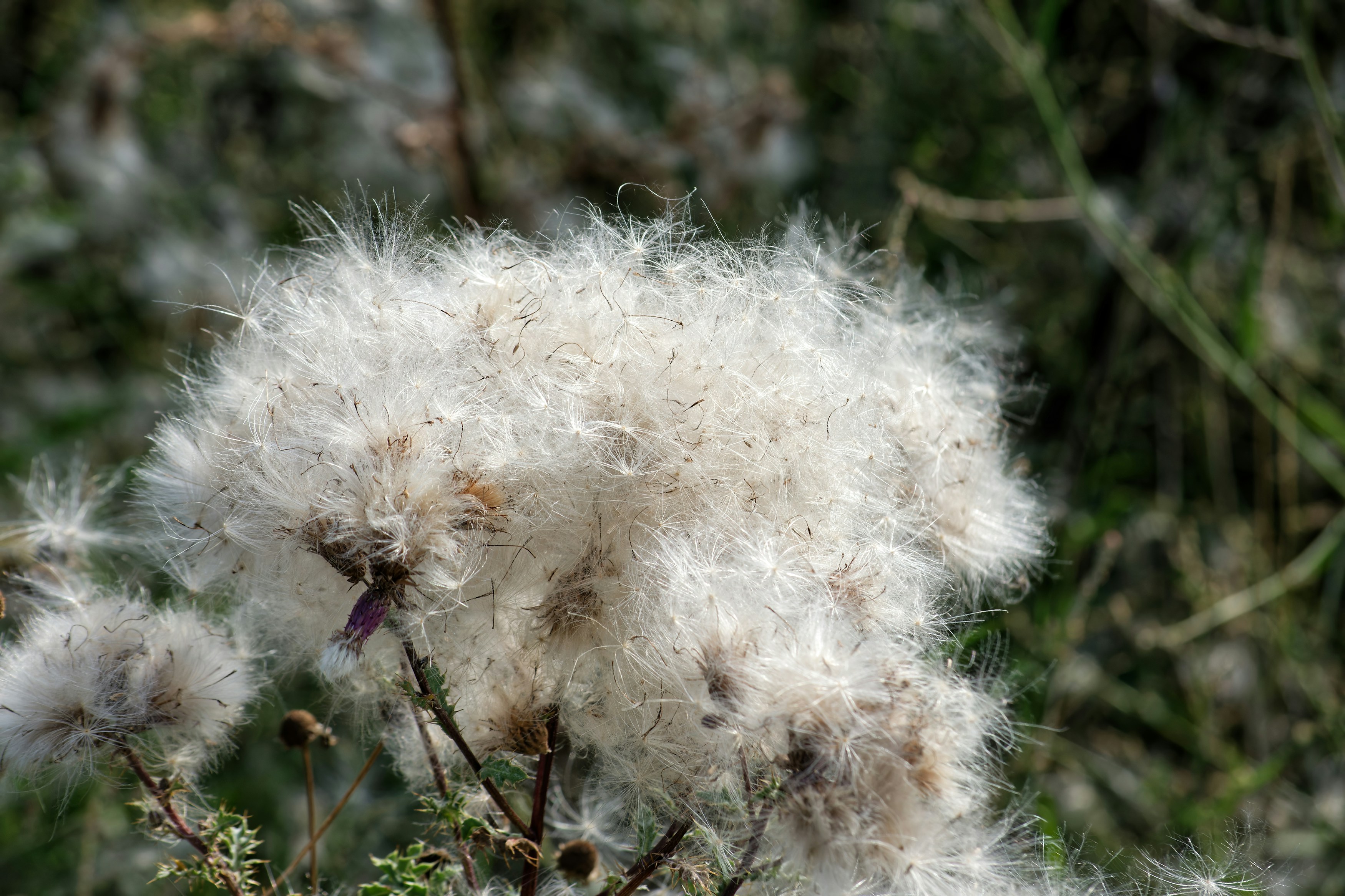 Distelsamen | Fluffy white seed heads of a thistle plant.