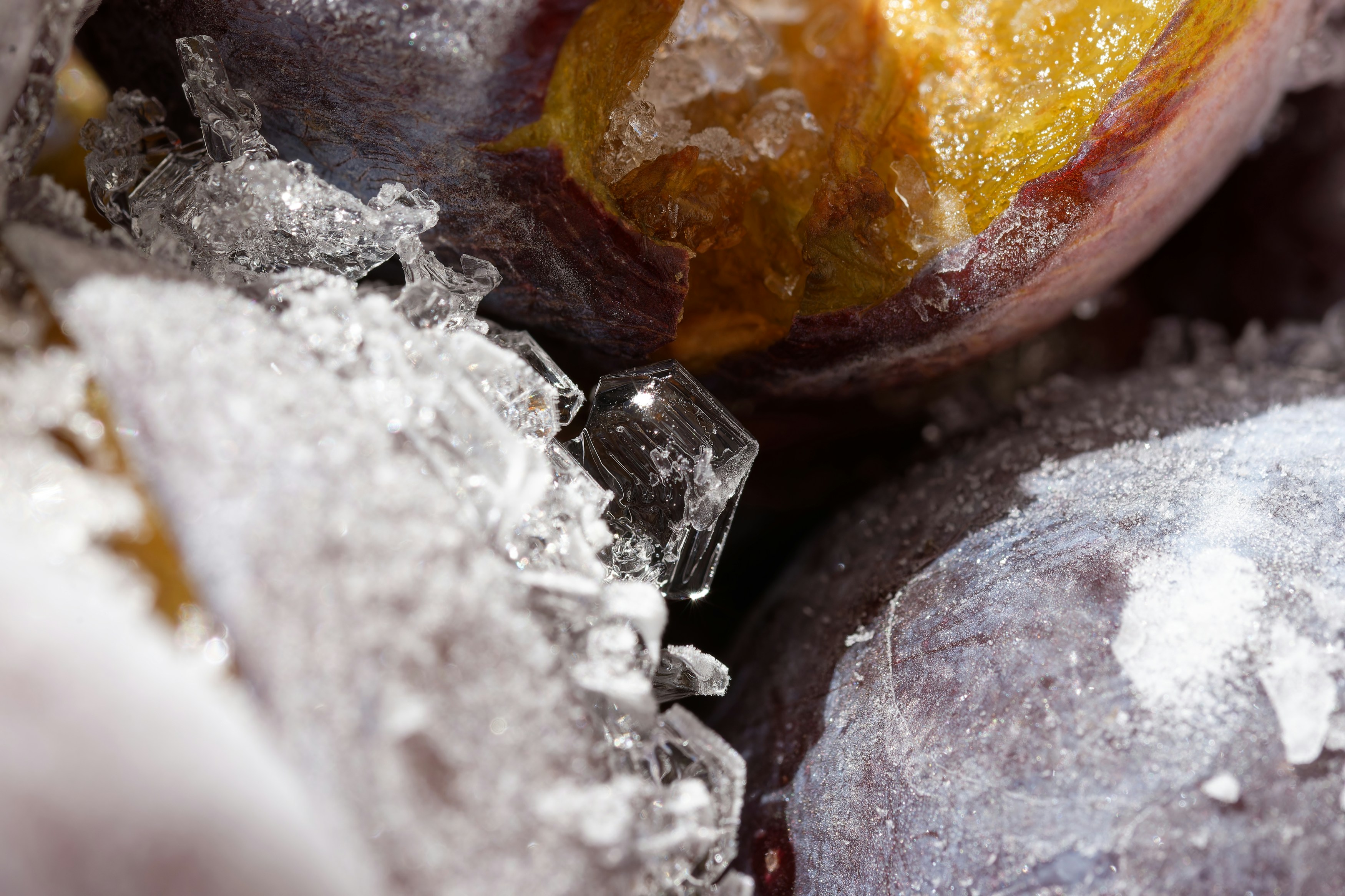 Close-up of frozen plums with delicate ice crystals, highlighting the interplay of texture and color. The scene captures the essence of winter's grip on ripe fruit.