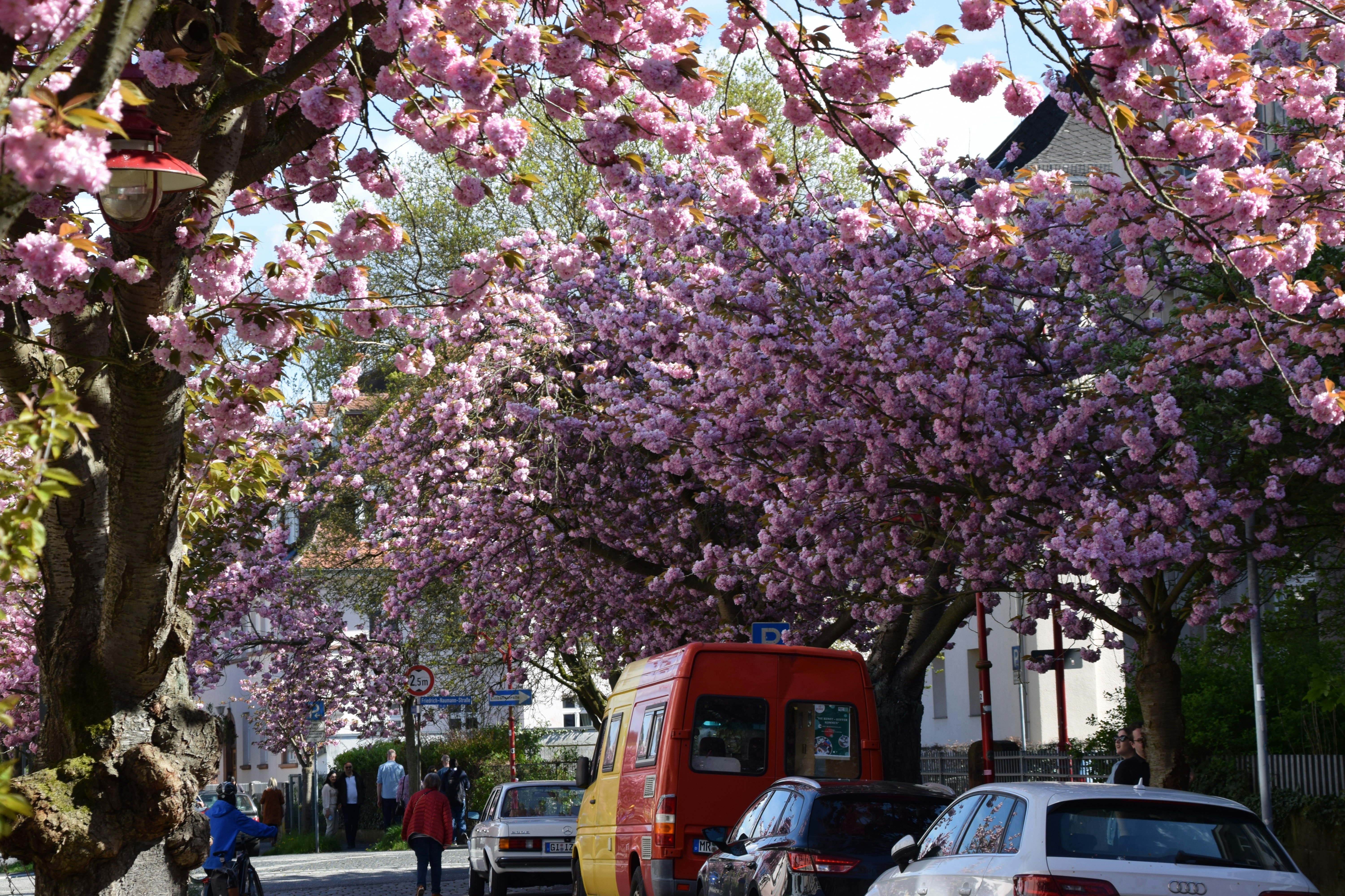 Street lined with blooming pink cherry blossom trees.