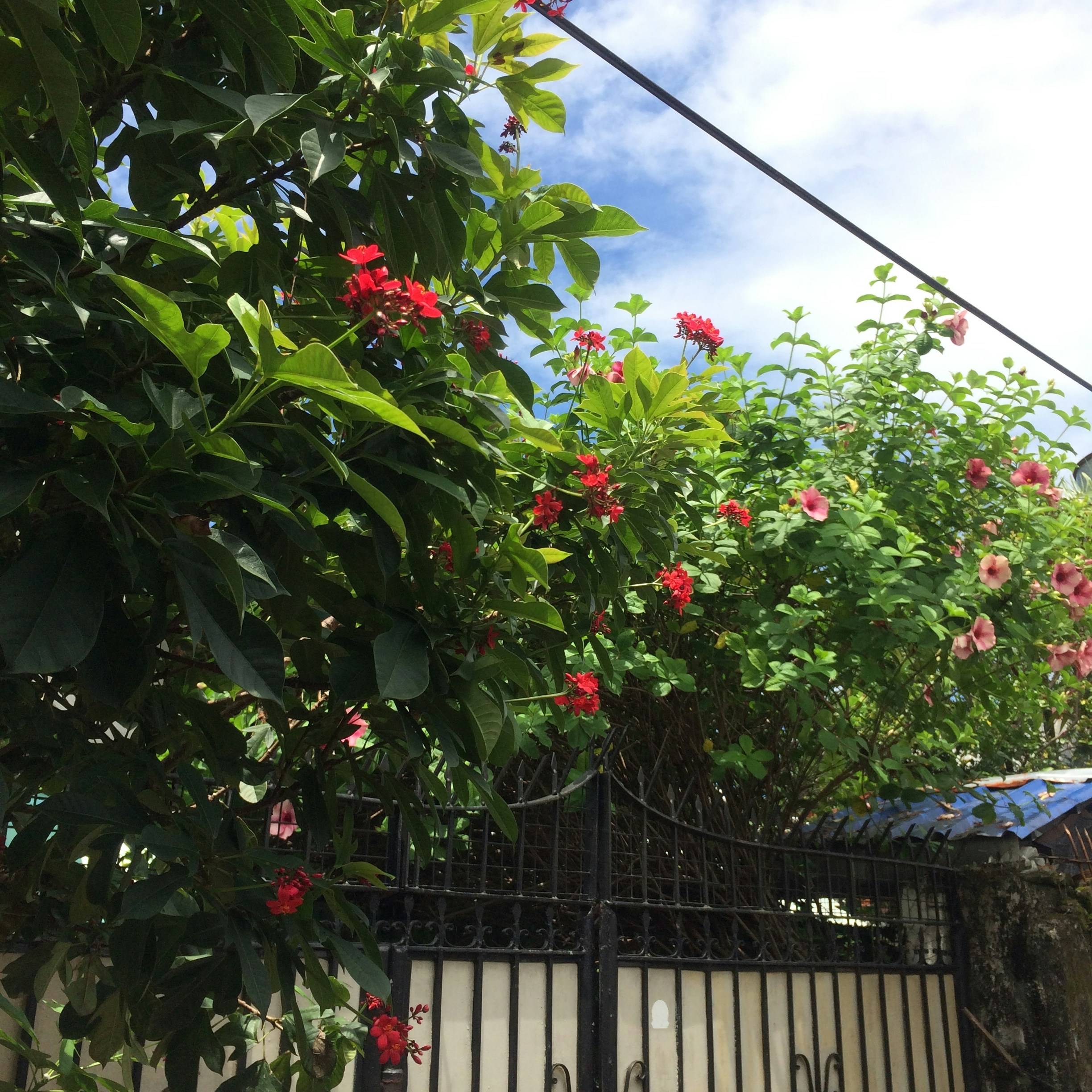 Lush greenery adorned with vibrant red and pink flowers frames a serene garden entrance. The interplay of colors and textures creates a welcoming atmosphere.