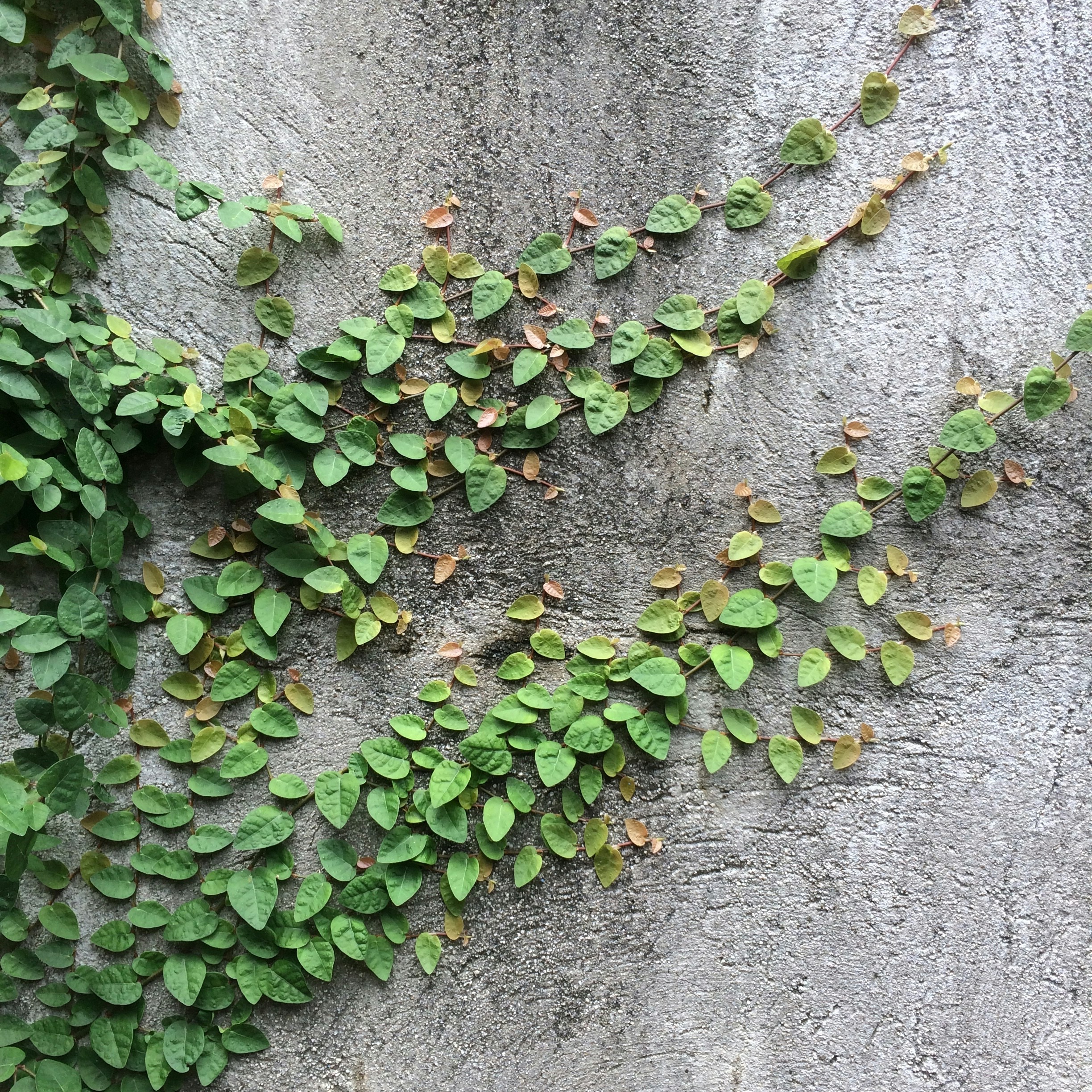 Nature's Subtle Embrace on Urban Walls