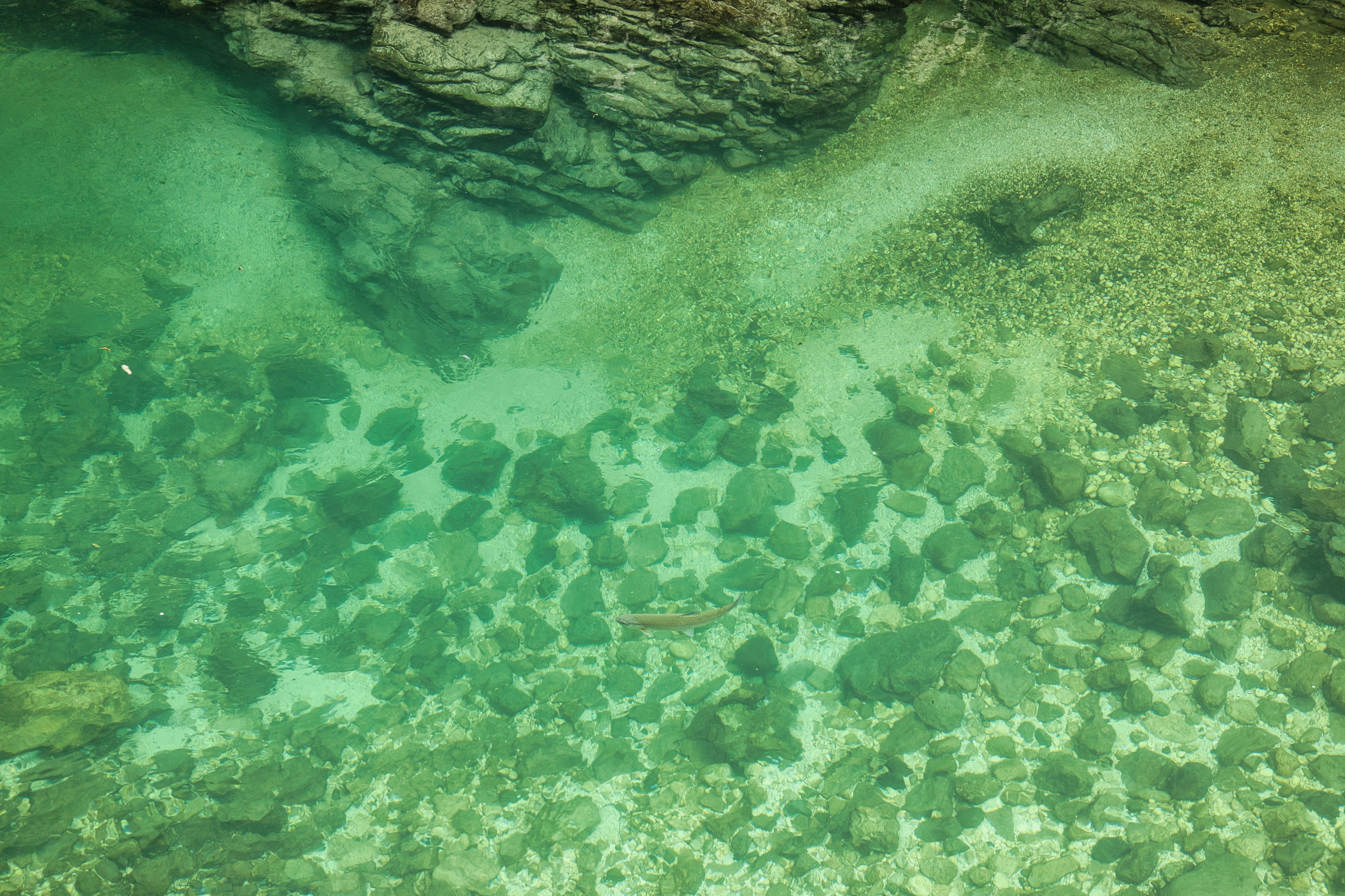 Fish swimming in clear river water over rocks