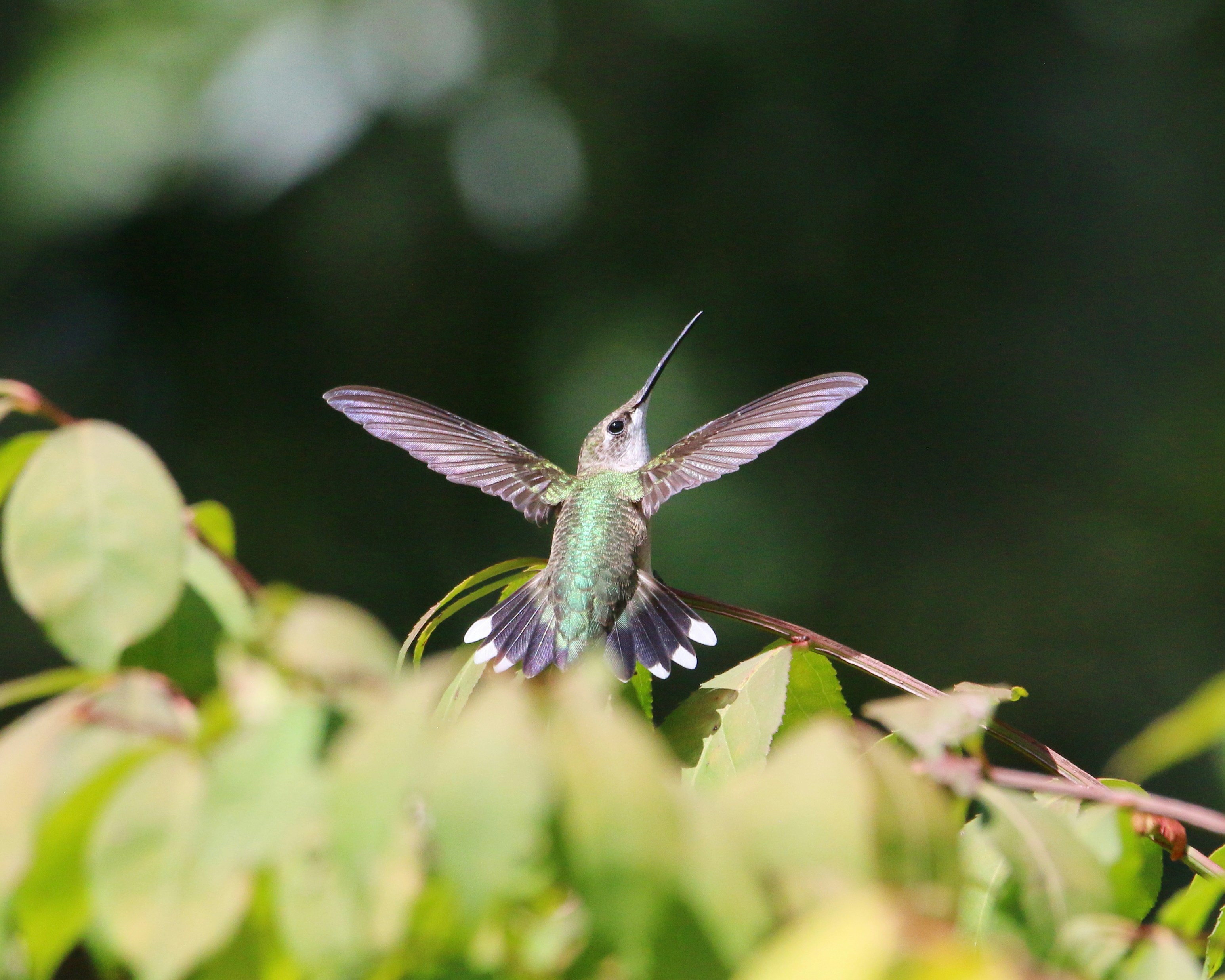 Hummingbird with wings spread on a branch