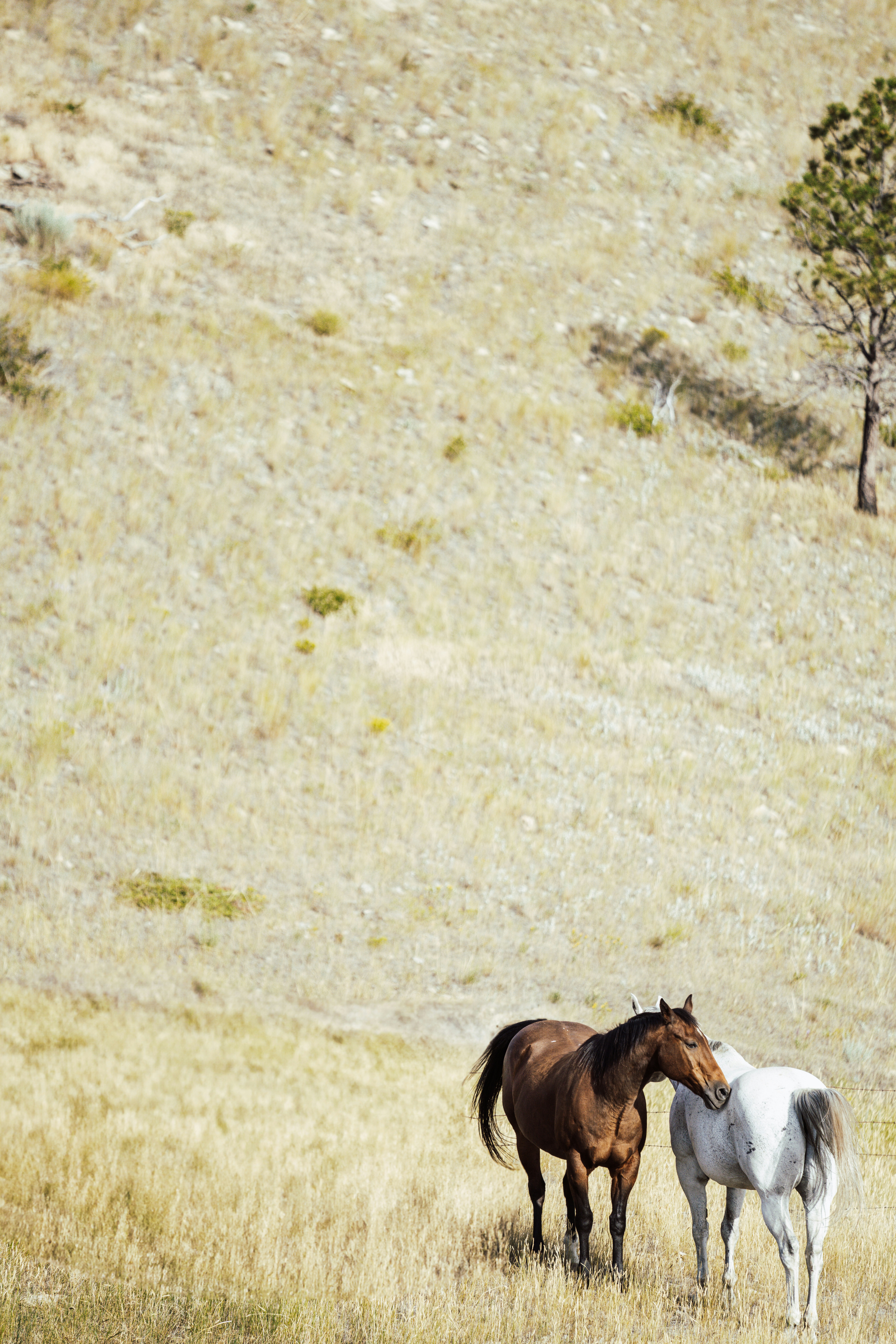 Two horses, one brown and one white, nuzzle each other in a sunlit meadow surrounded by gentle hills. Their bond reflects tranquility in nature.