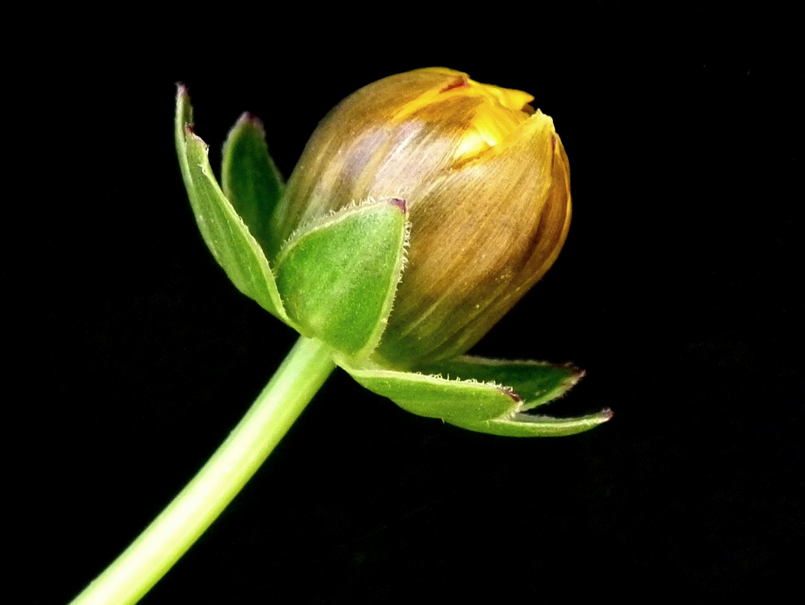 A closed flower bud with green leaves on a black background