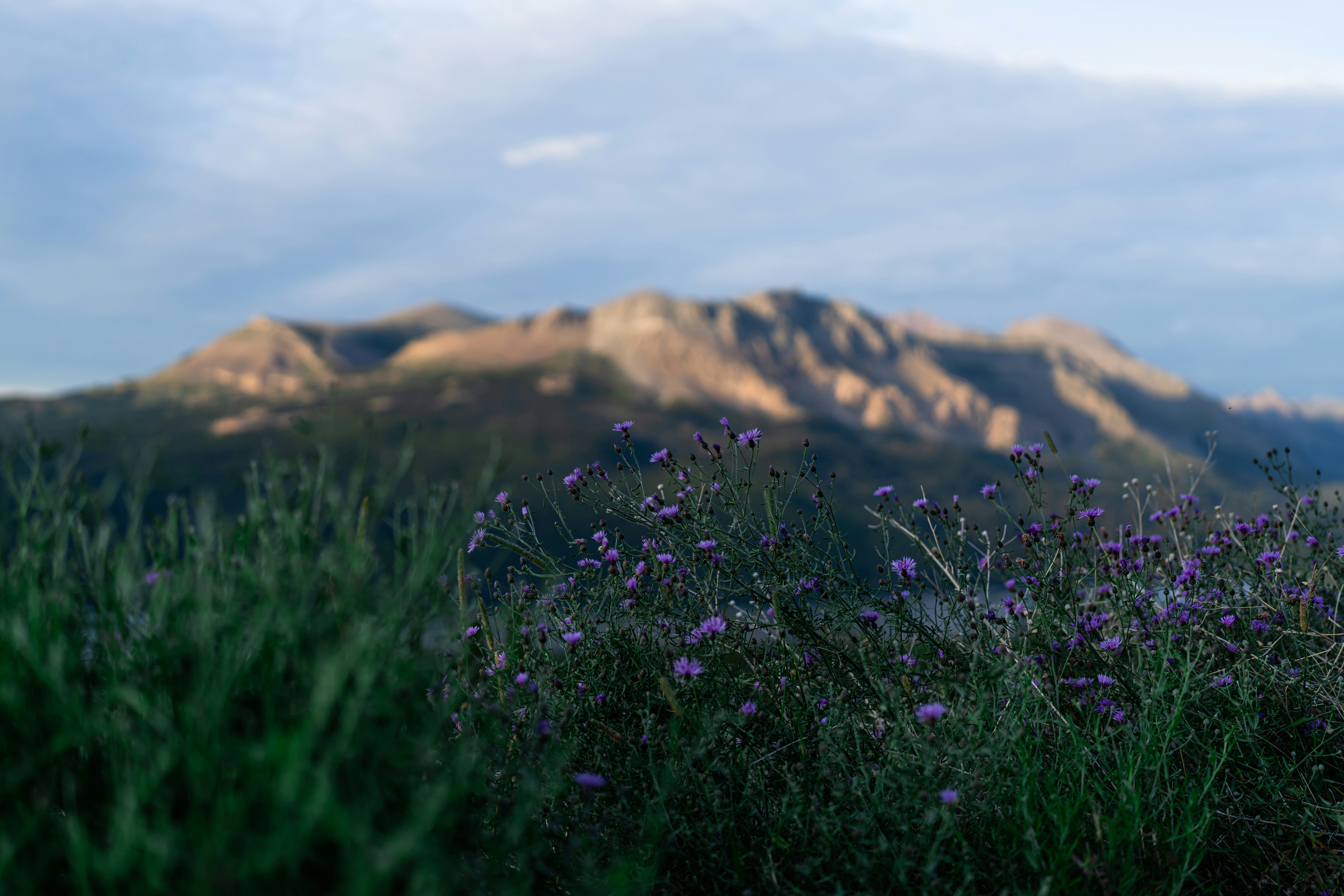 Whispers of Nature: A Floral Embrace