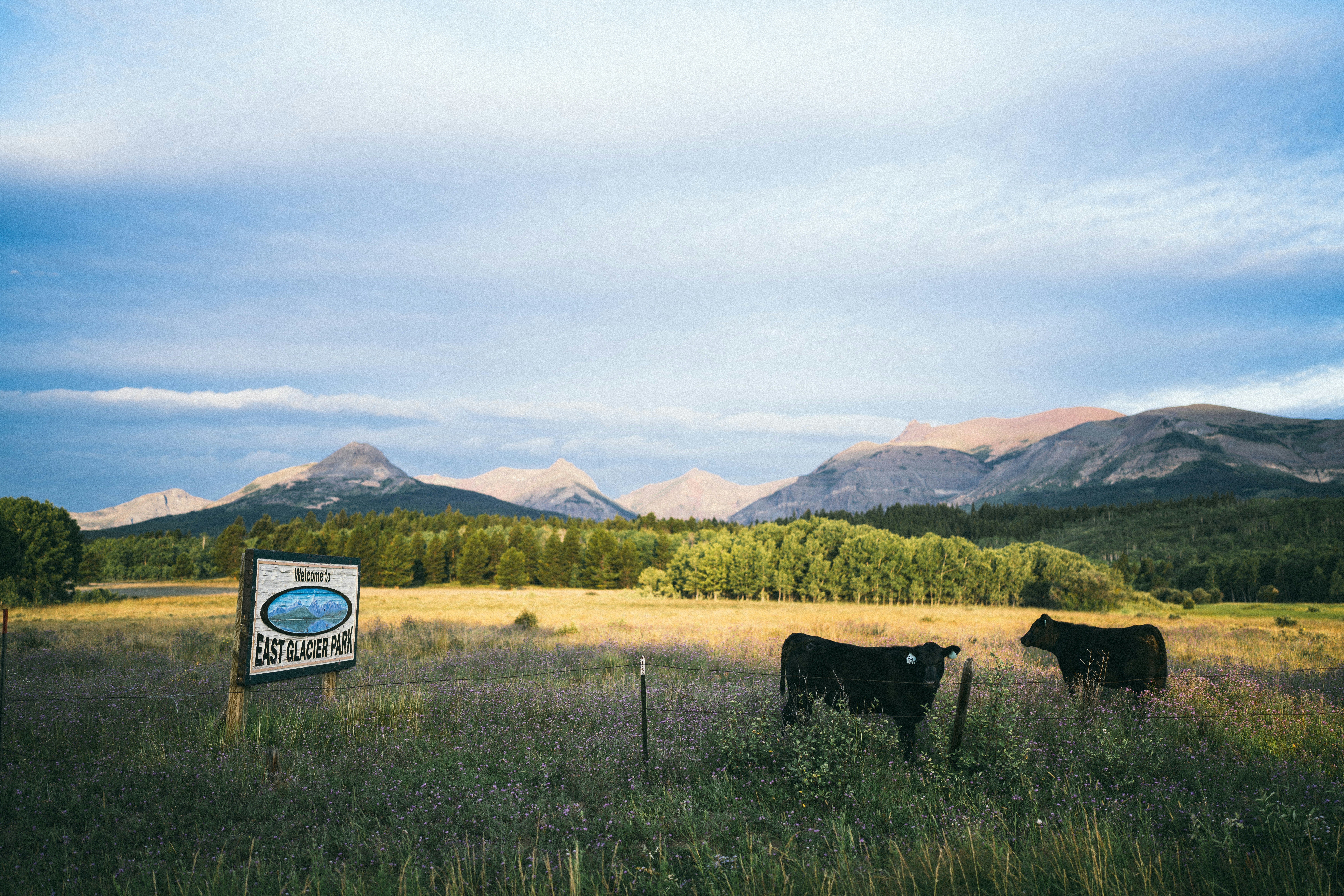 Serenity in the Meadow: A Pastoral Scene