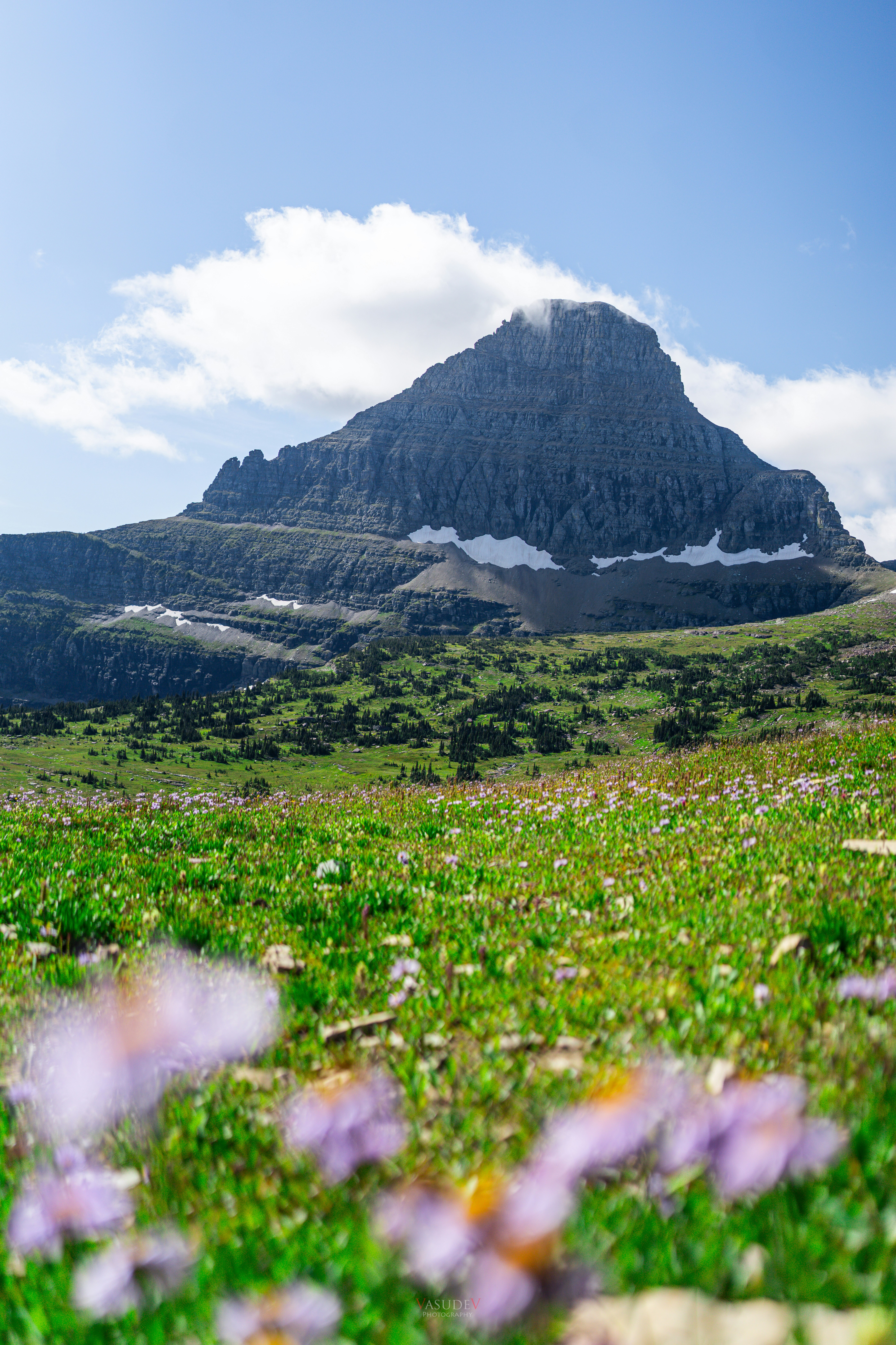Mountain landscape with wildflowers and blue sky