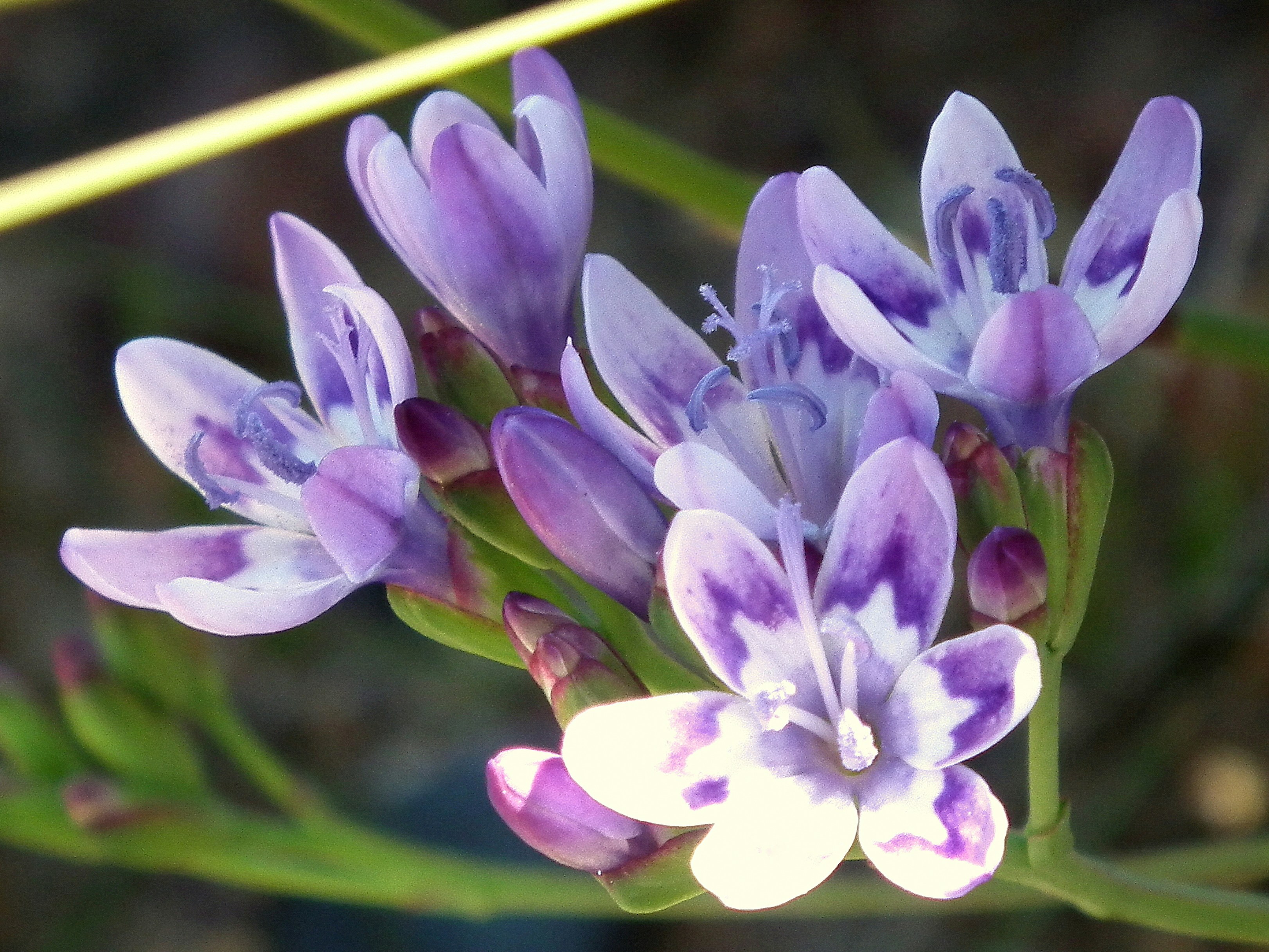 Delicate purple flowers with intricate patterns bloom on a slender stem, showcasing nature's artistry in vibrant detail.