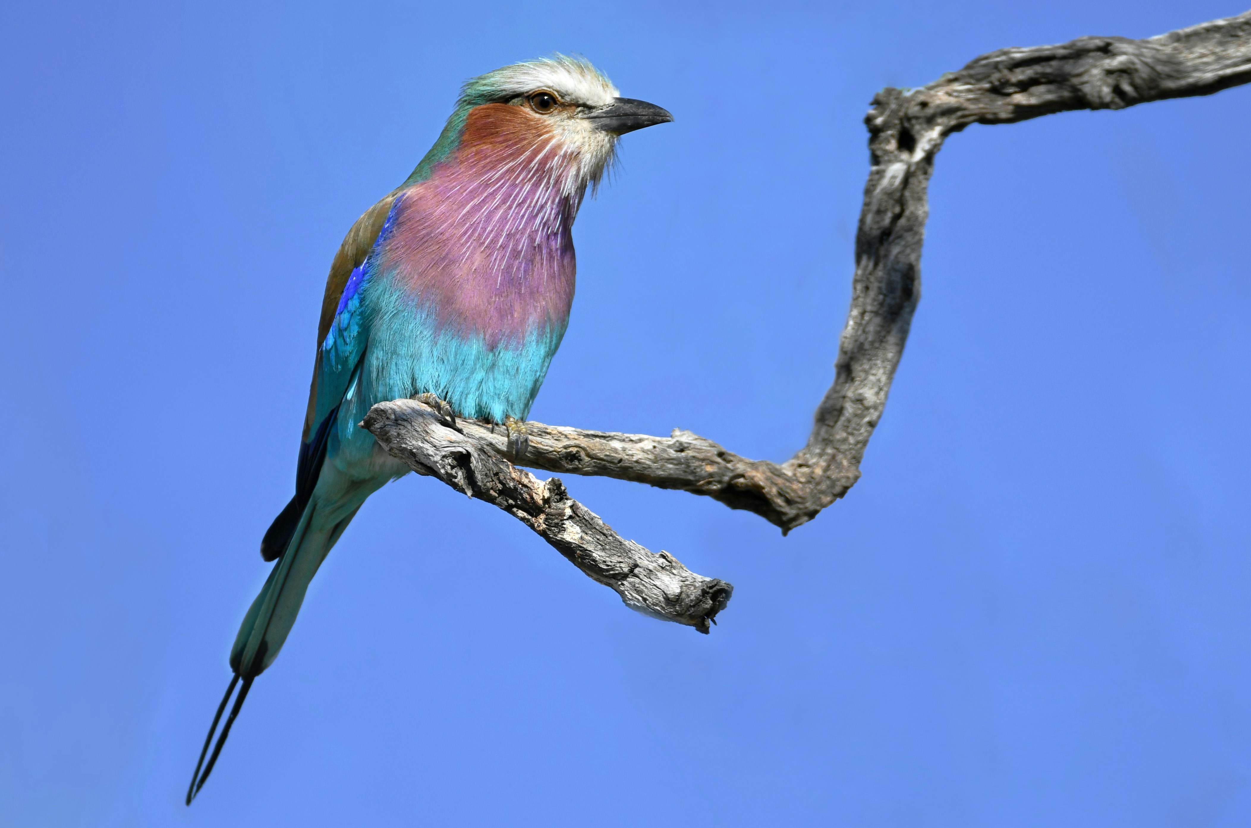 Lilac-breasted Roller | A colorful lilac-breasted roller bird perches on a branch.