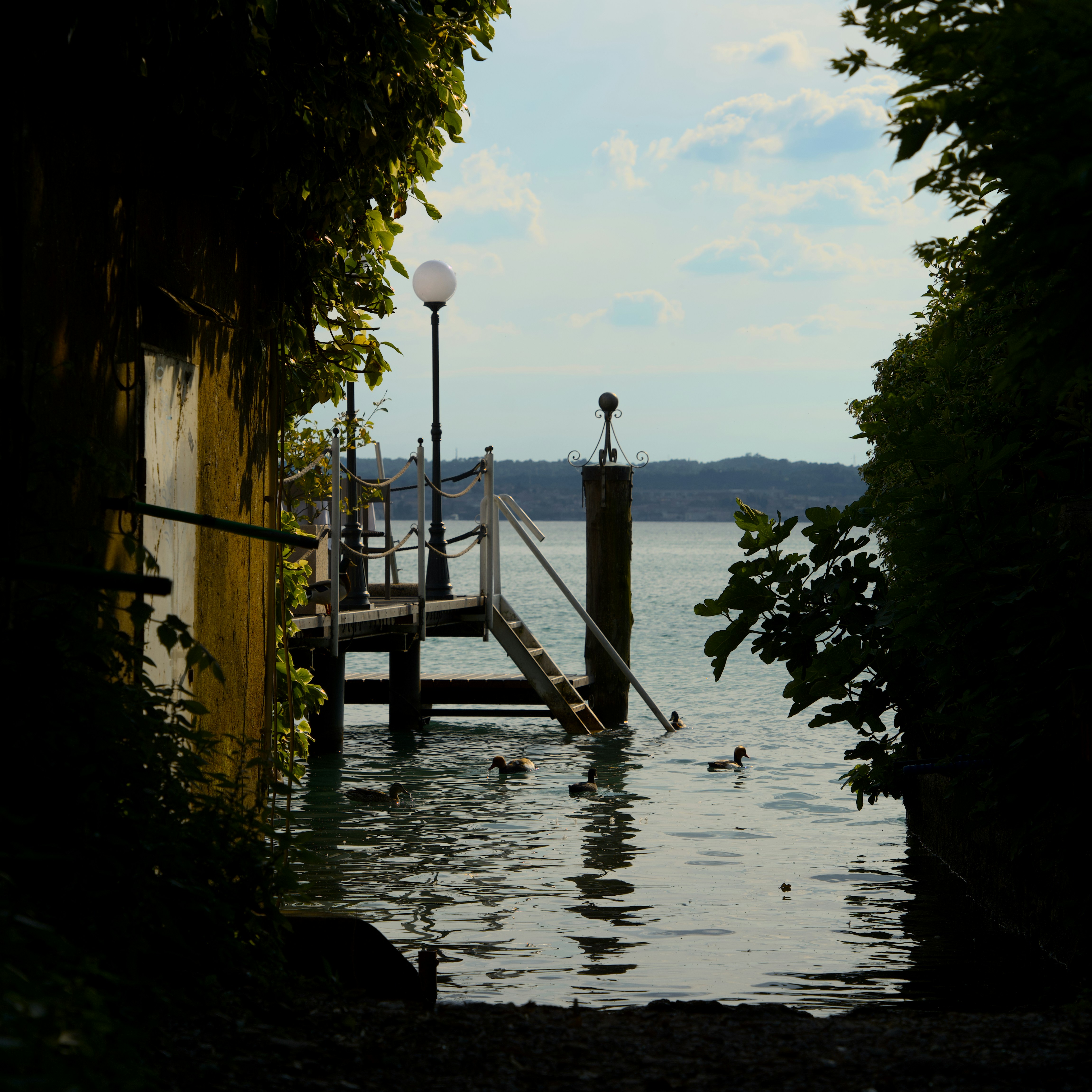 Wooden pier with ducks on calm water