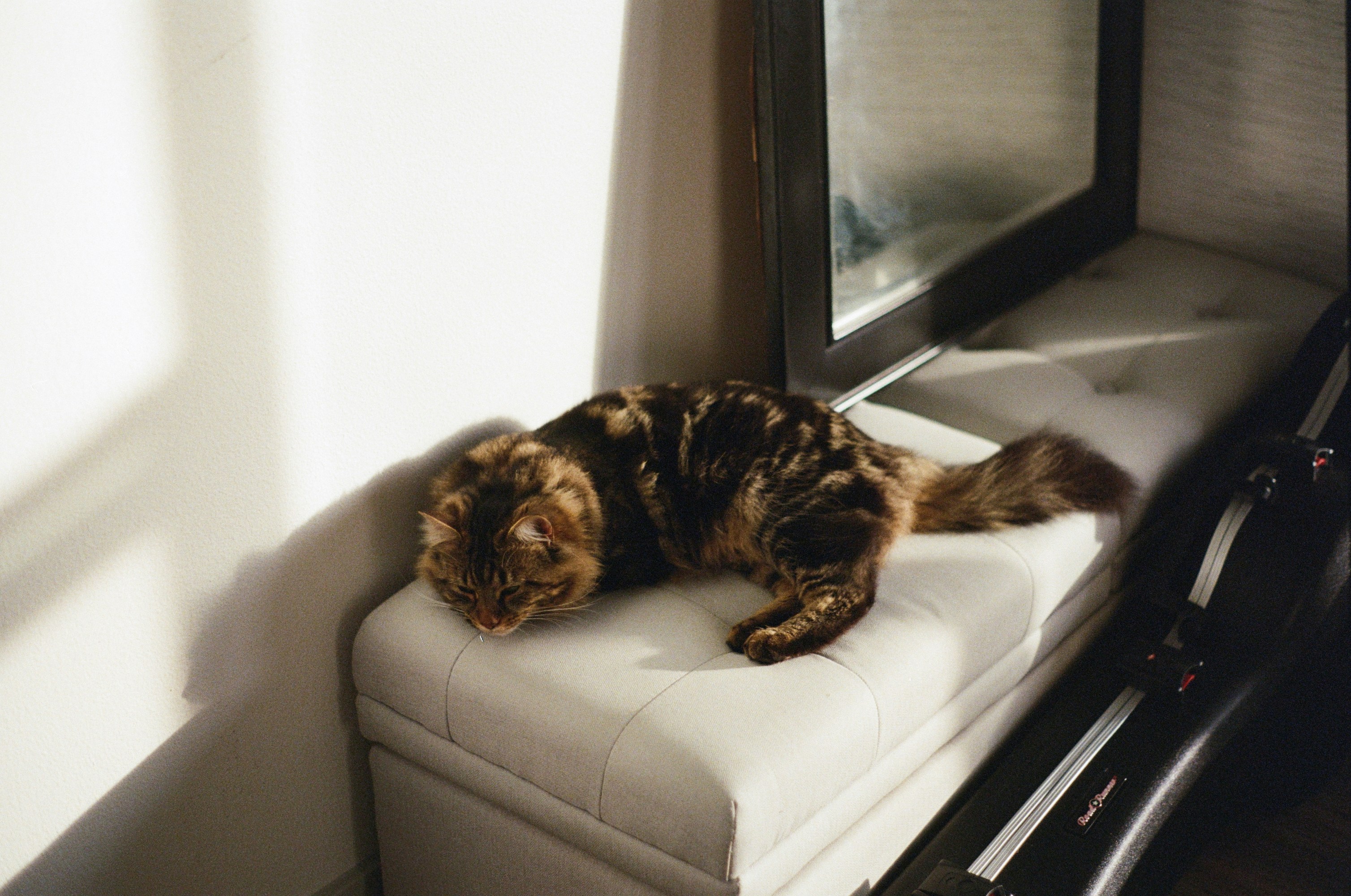 Master Shifu the cat. shot on film | A fluffy cat rests on a white ottoman near a window.