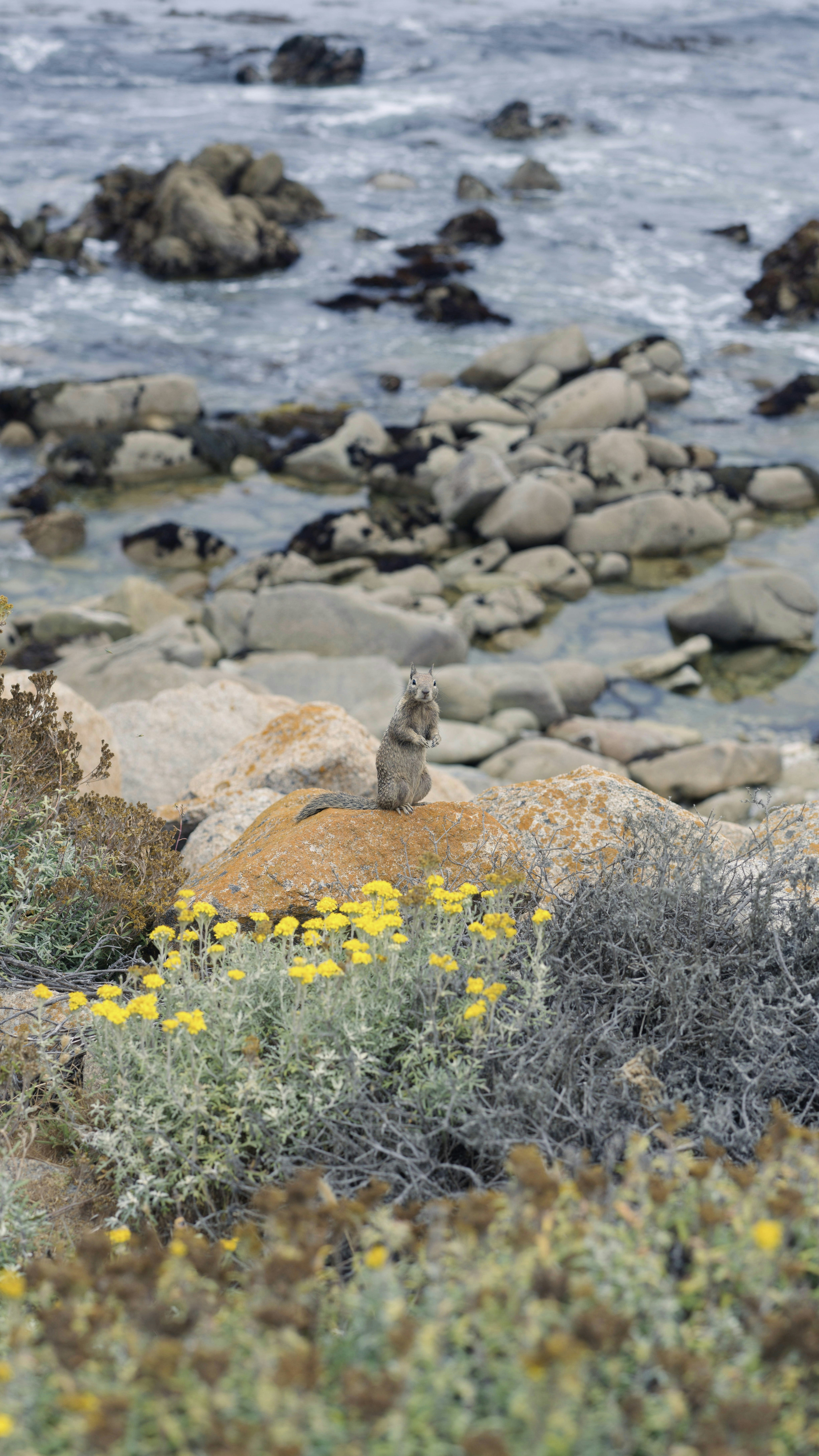 A curious squirrel perched on a rock amidst vibrant yellow flowers, with a rocky coastline and ocean waves in the background.