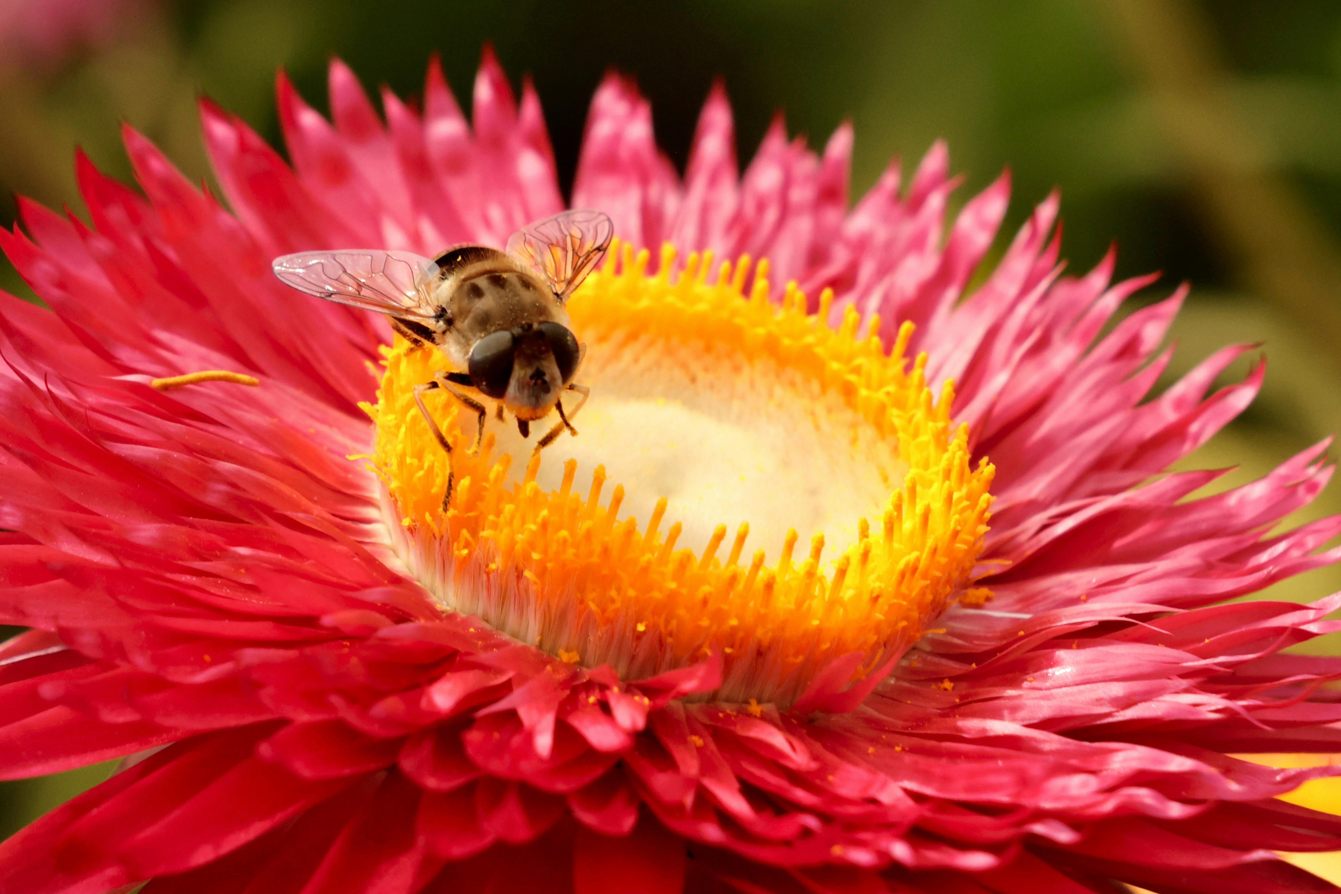 A bee collects nectar from a vibrant red flower.