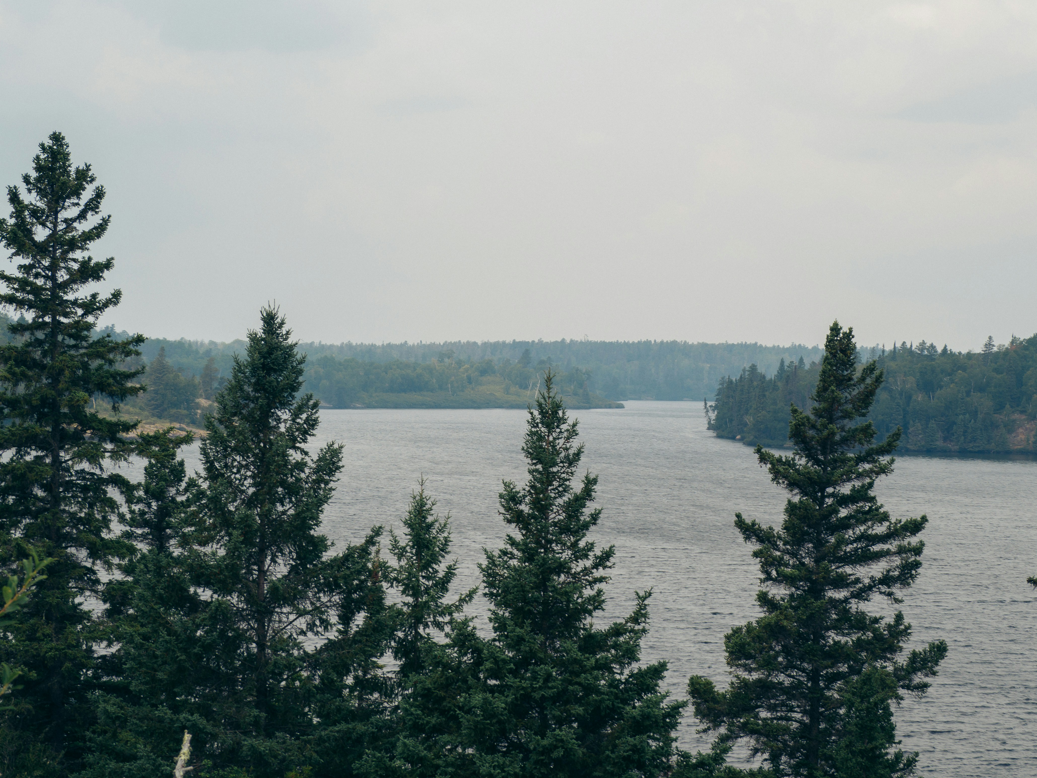 A lake surrounded by trees. | Pine trees border a calm lake with distant trees.
