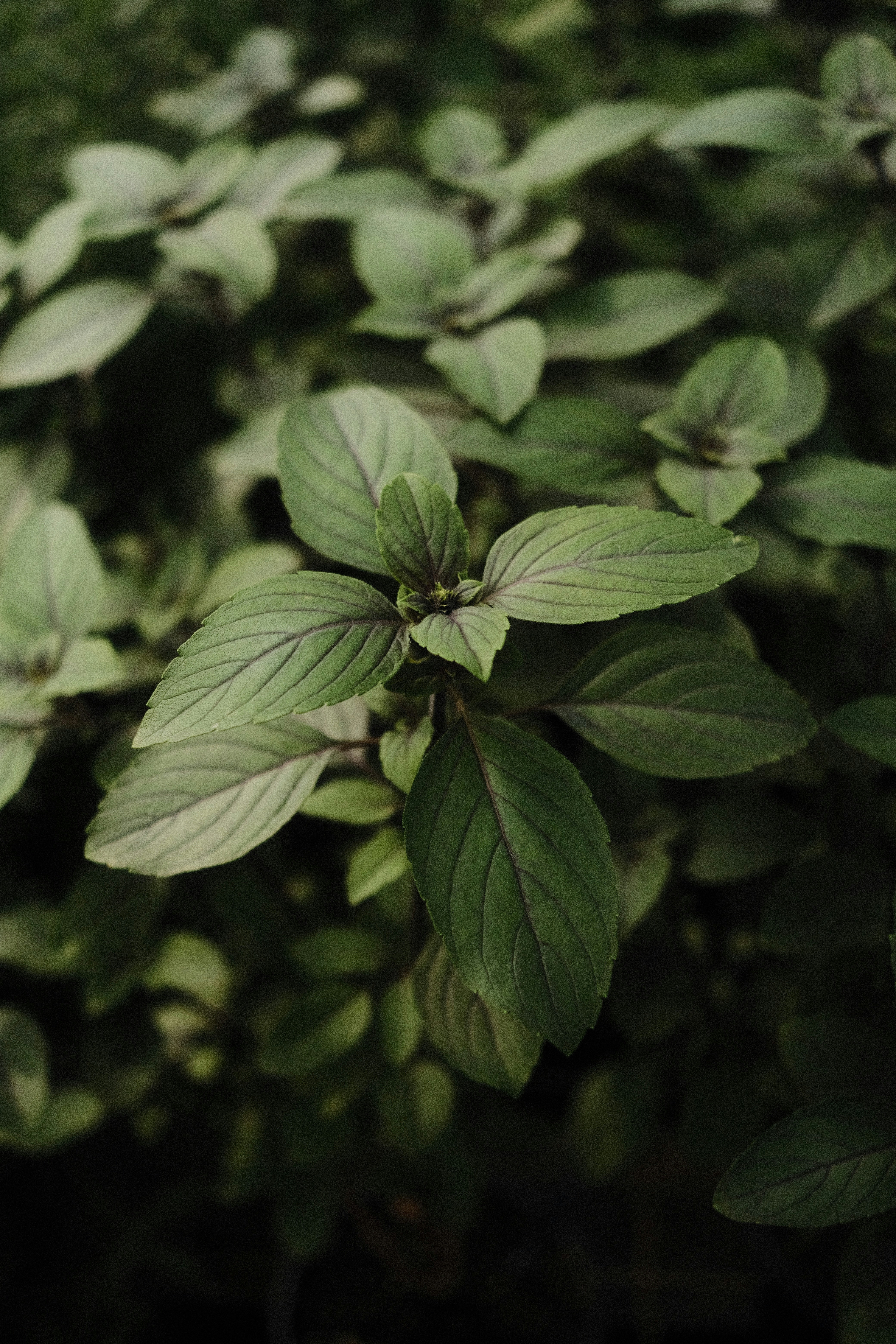 Manjericão | Close-up of lush green basil leaves in a garden.