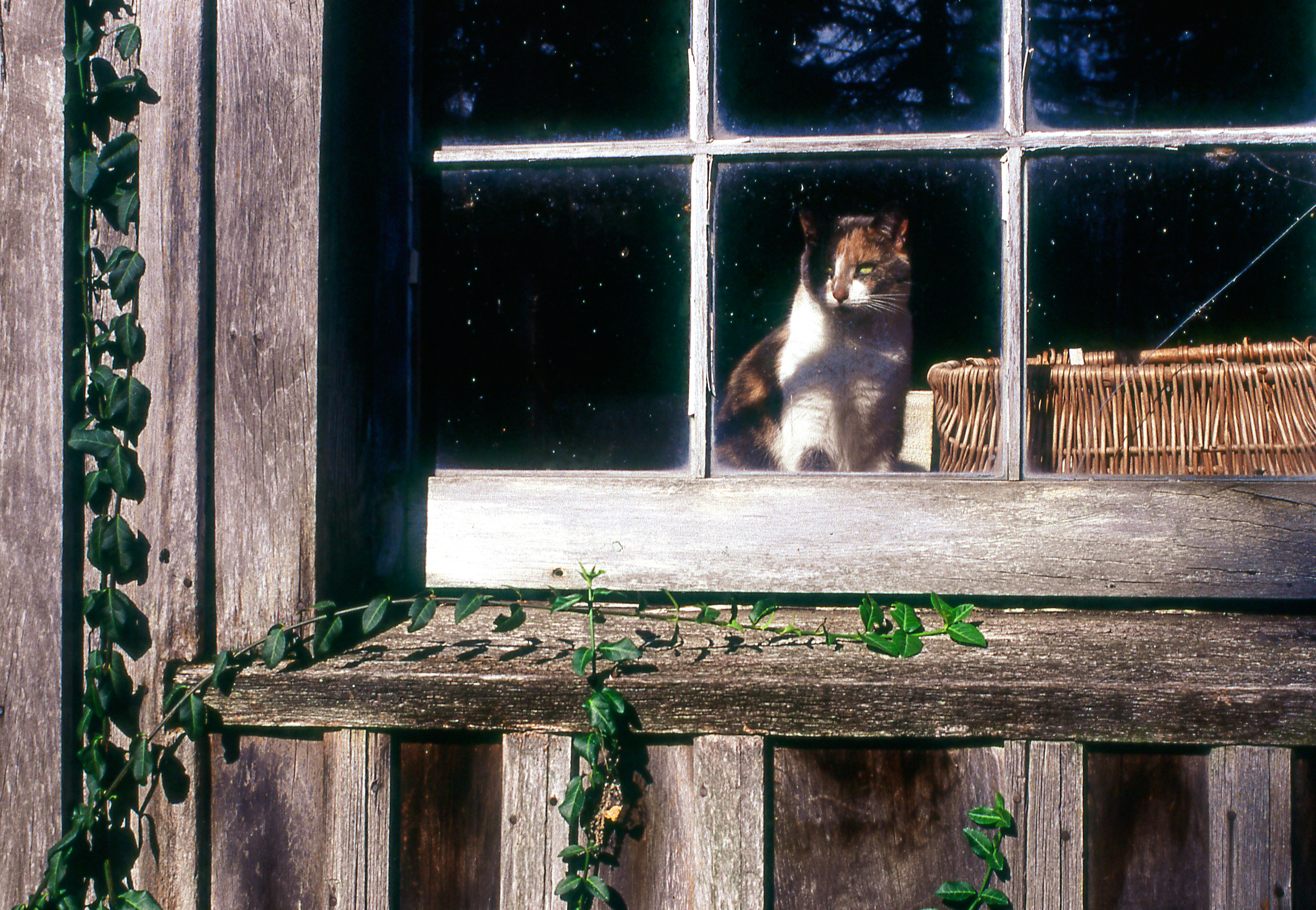 A curious cat gazes through a rustic window, framed by wooden planks and creeping ivy, hinting at a serene countryside setting.