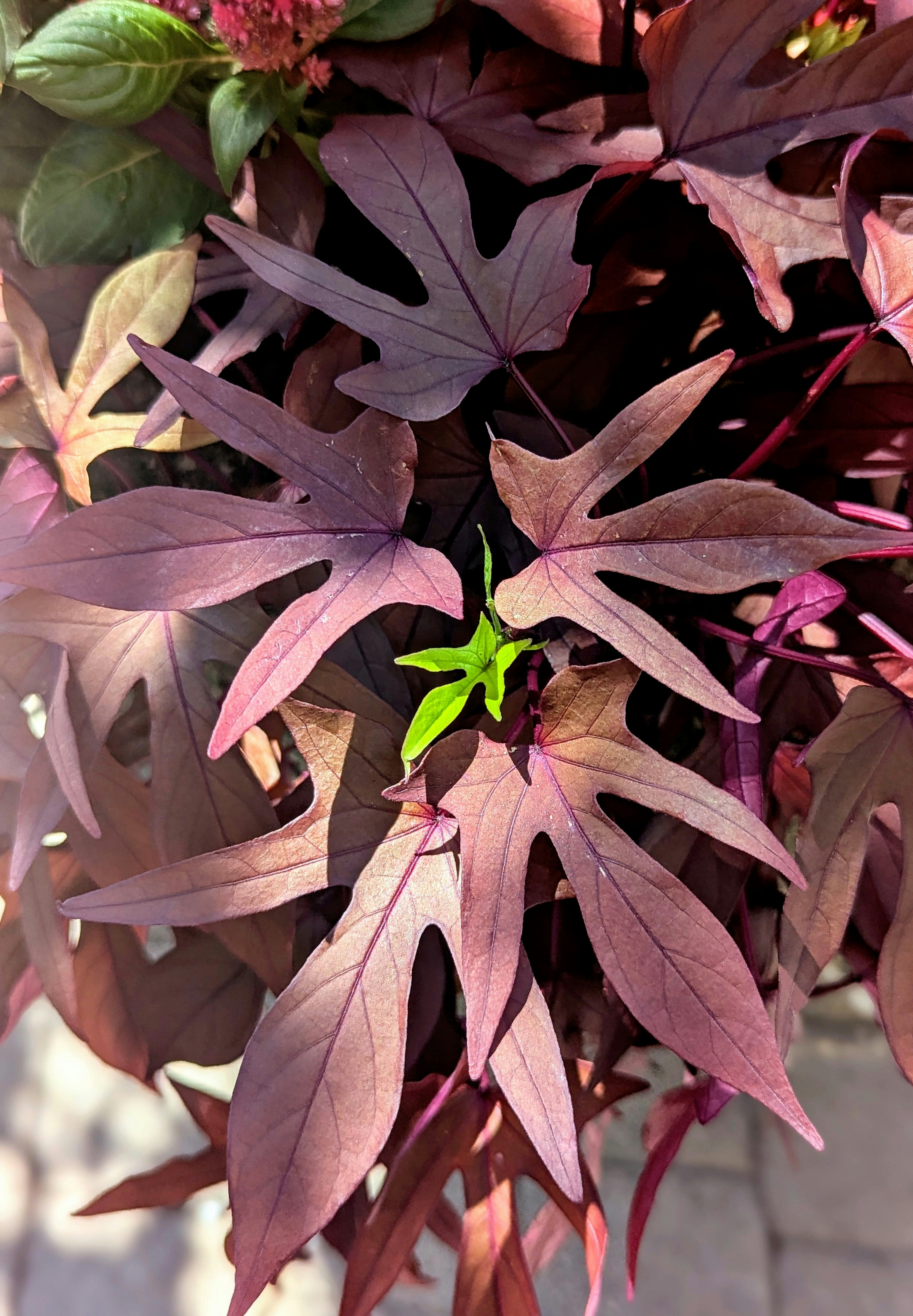 Dark purple leaves with a bright green sprout.