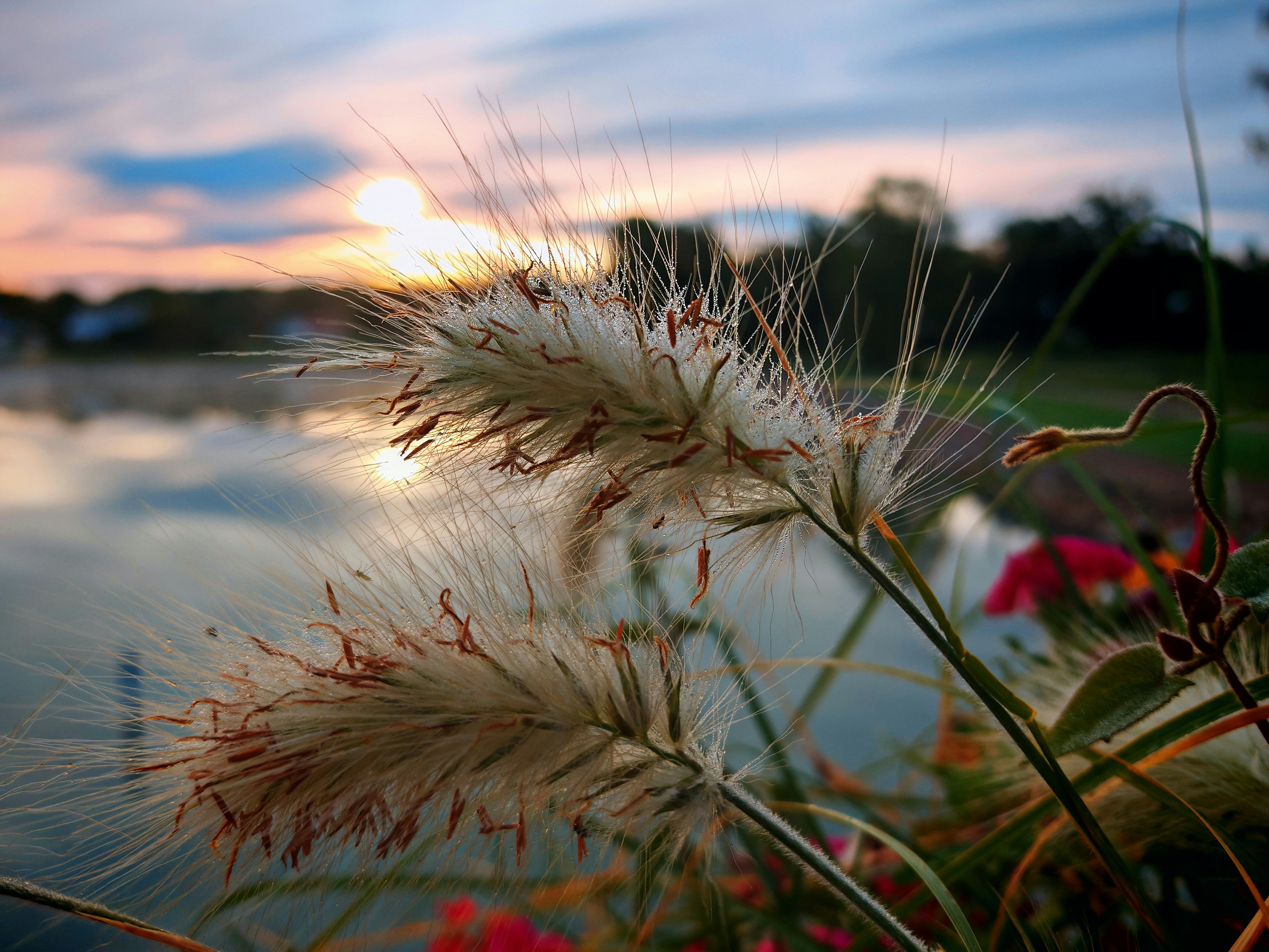 Grasses and flowers by a lake at sunset