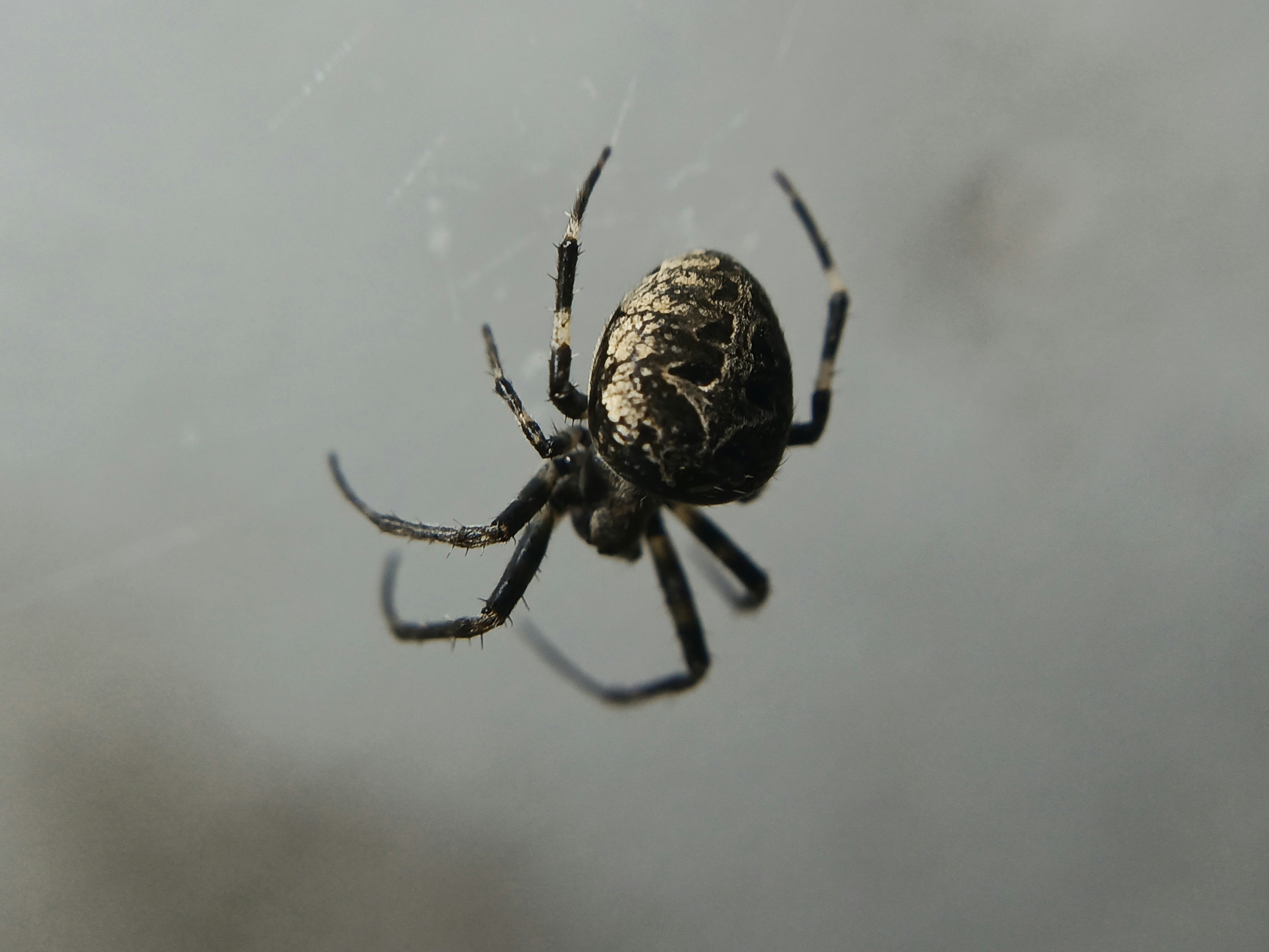 Black and gold spider suspended in its intricate web against a blurred background.