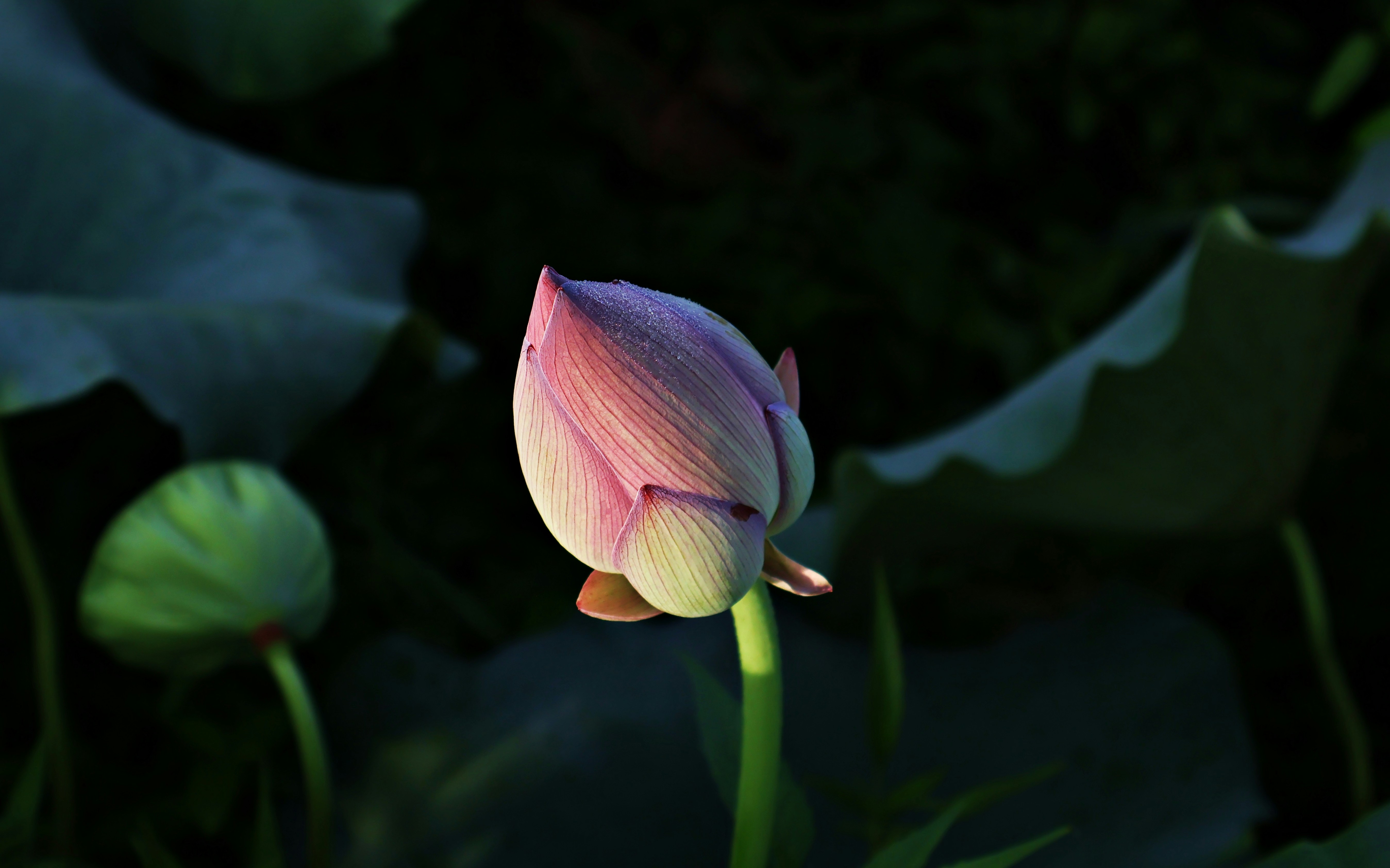 Whispers of Dawn: The Lotus Awakens