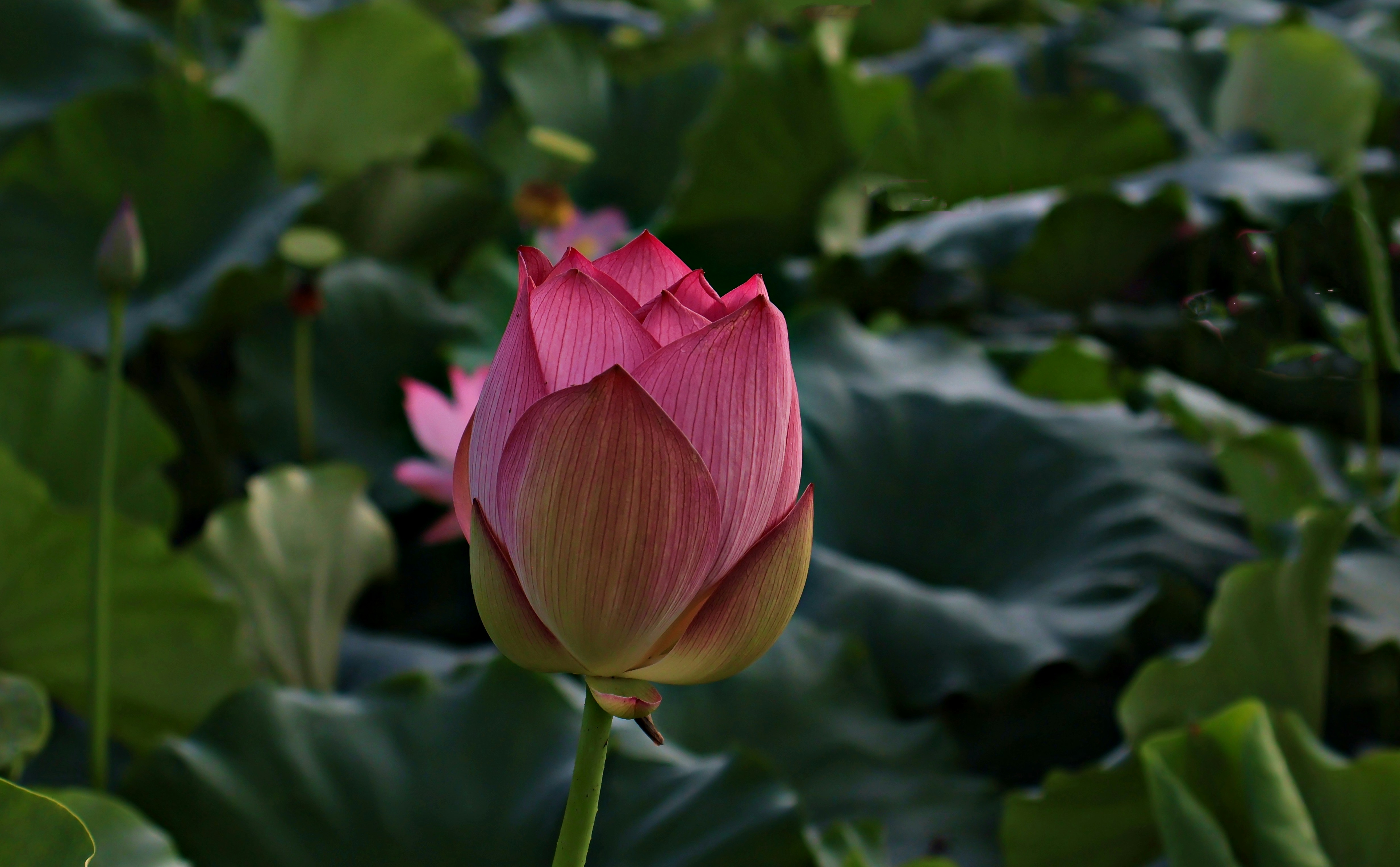 Whispers of Serenity: The Lotus Blossom