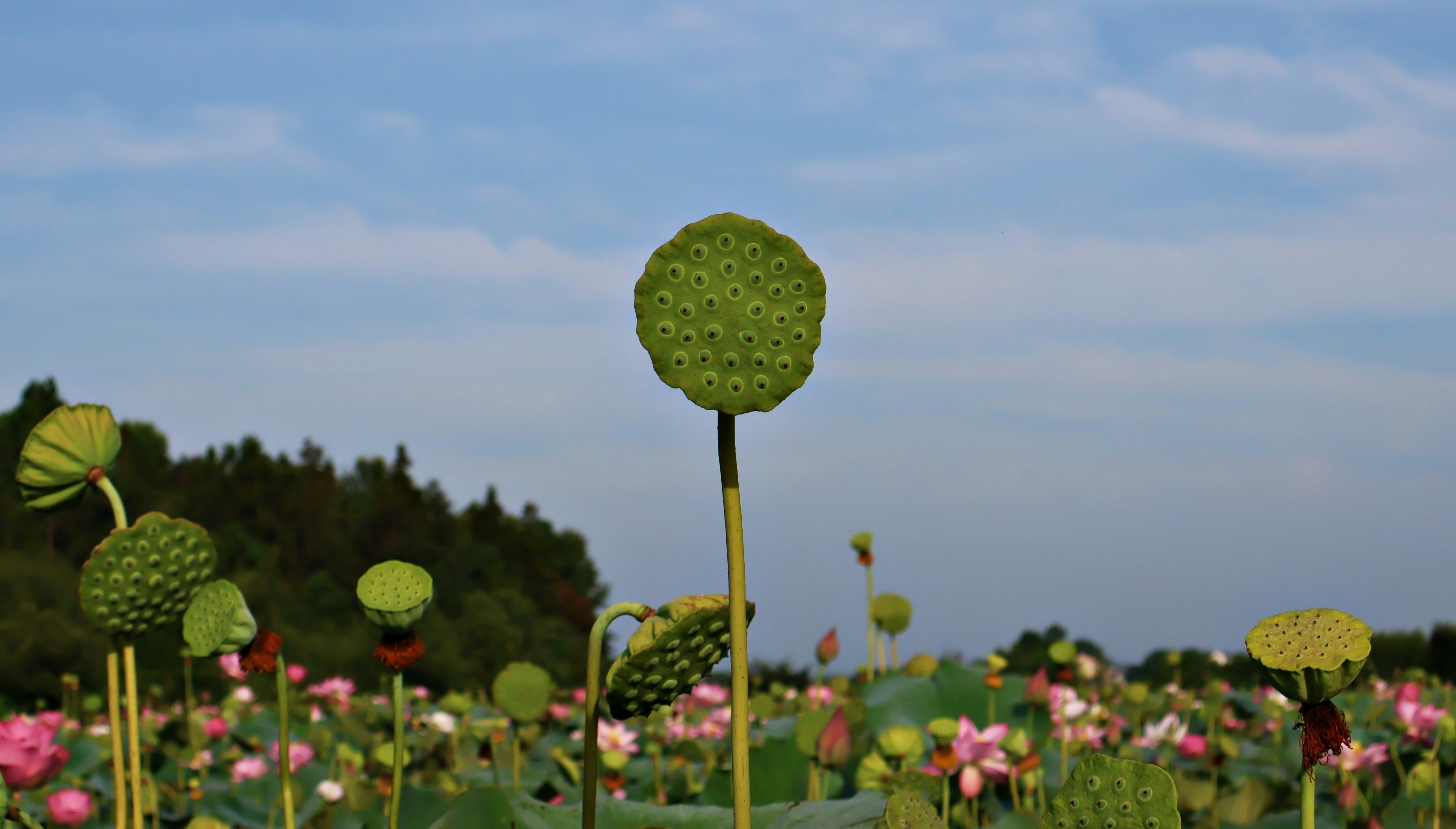 Harmony in Green: The Lotus Blossom's Journey