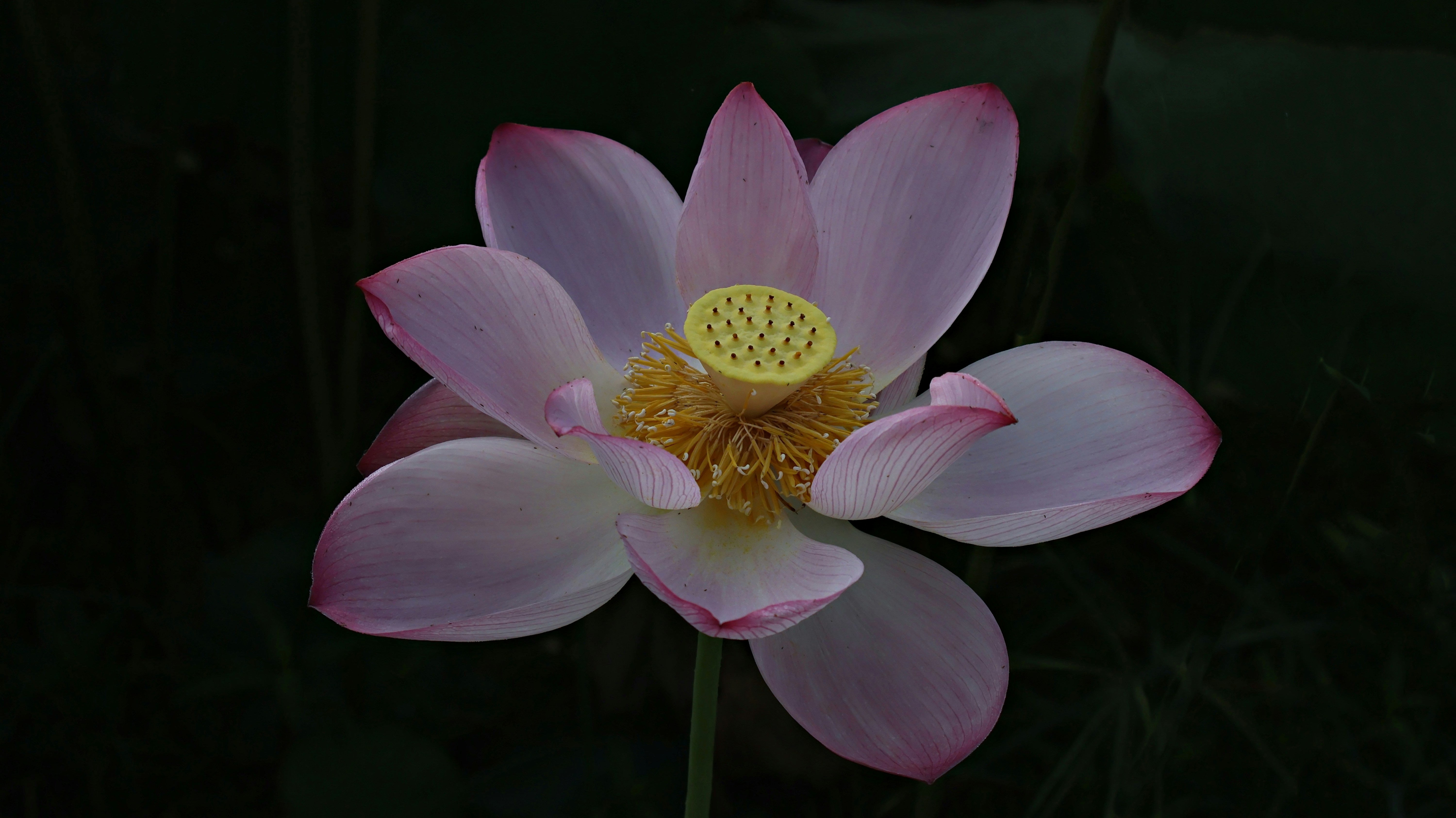 Whispers of Serenity: The Lotus Blossom