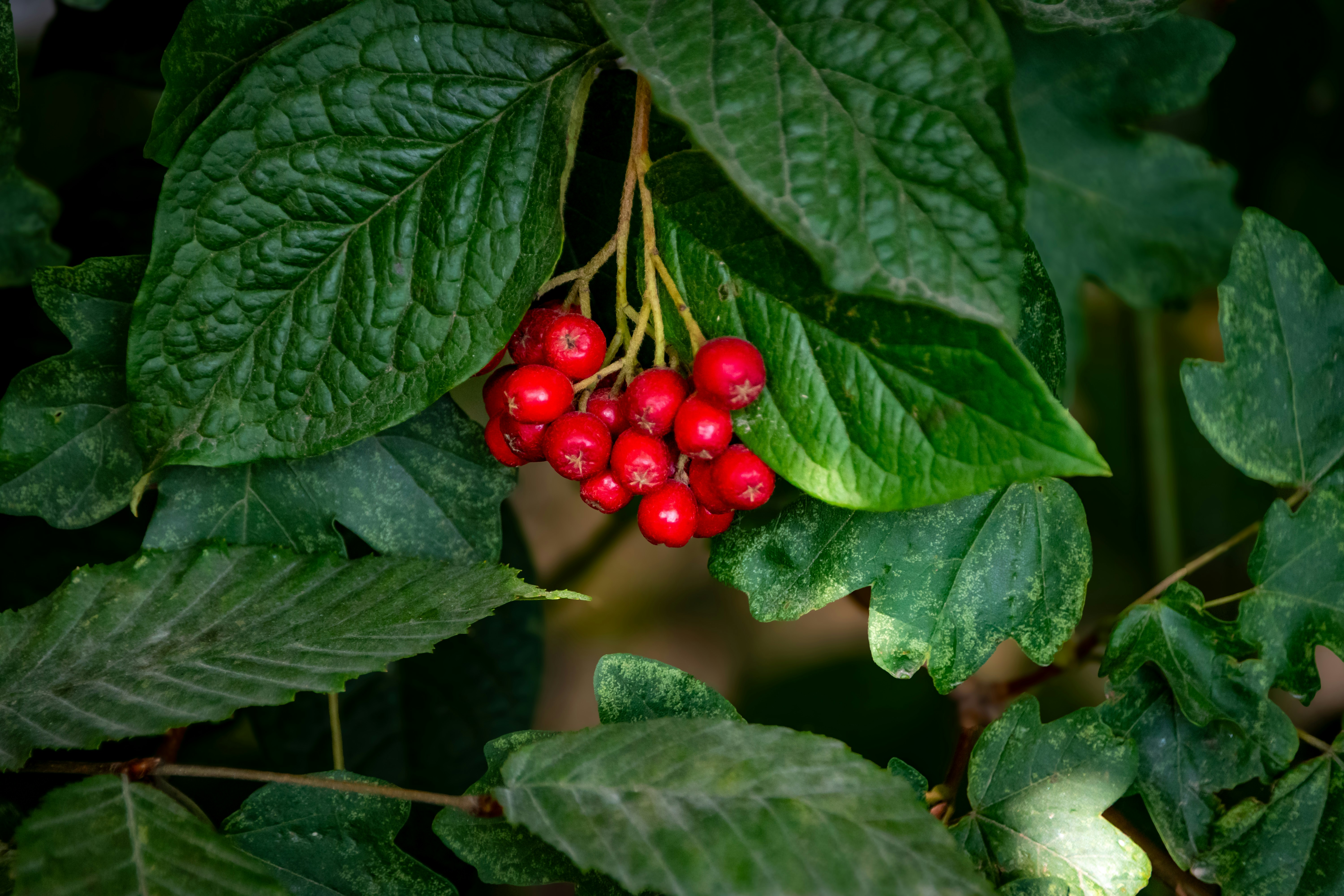 Clusters of vibrant red berries nestled among rich green leaves, showcasing nature's contrasting colors.